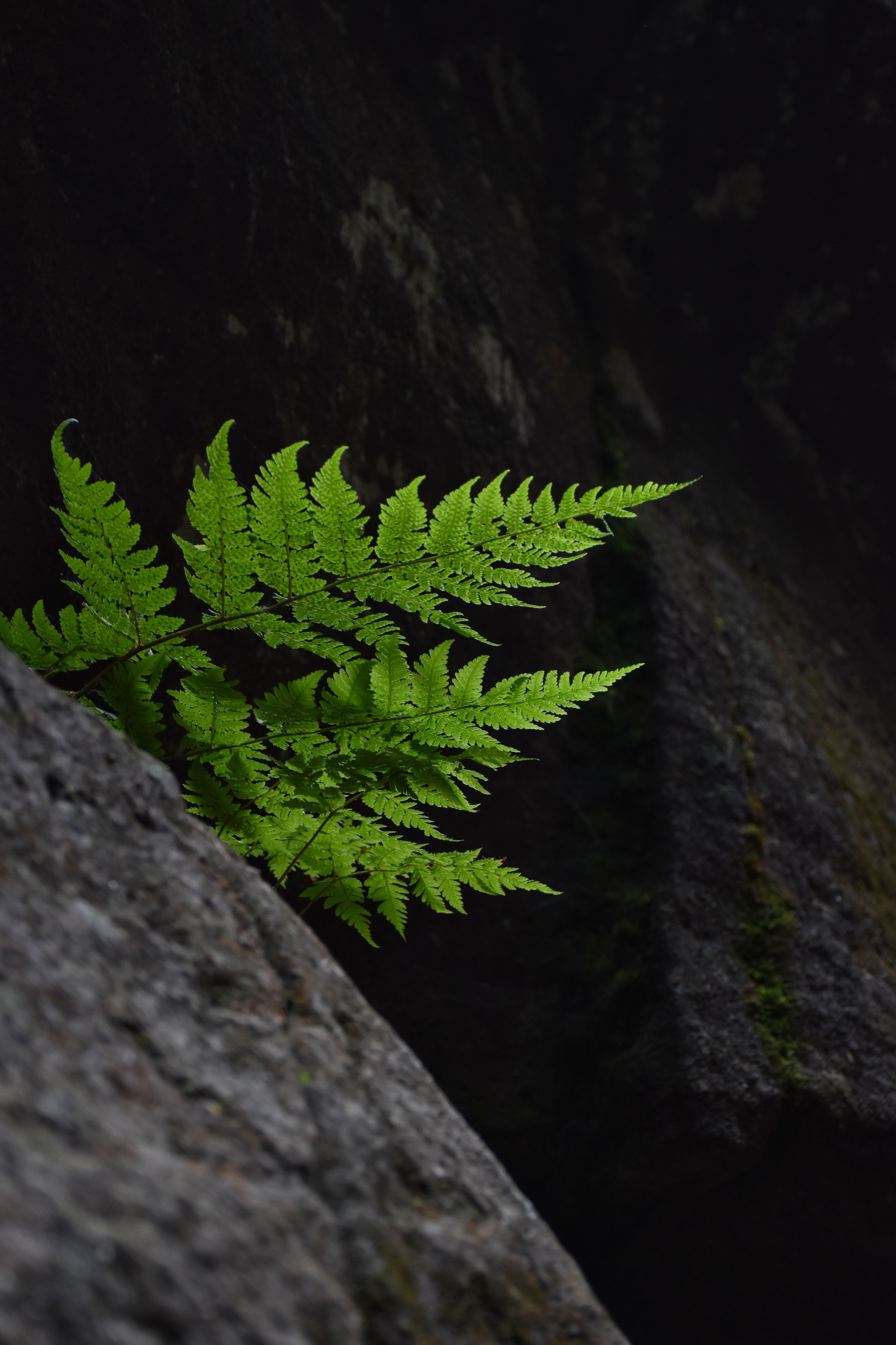 Fiddlehead Fern Photos, Download The BEST Free Fiddlehead Fern Stock ...