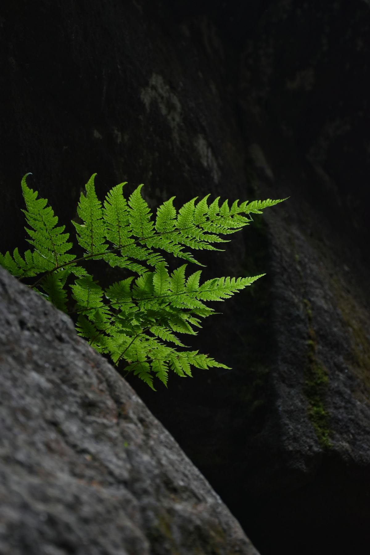 Fern Rock Photos, Download The BEST Free Fern Rock Stock Photos & HD Images