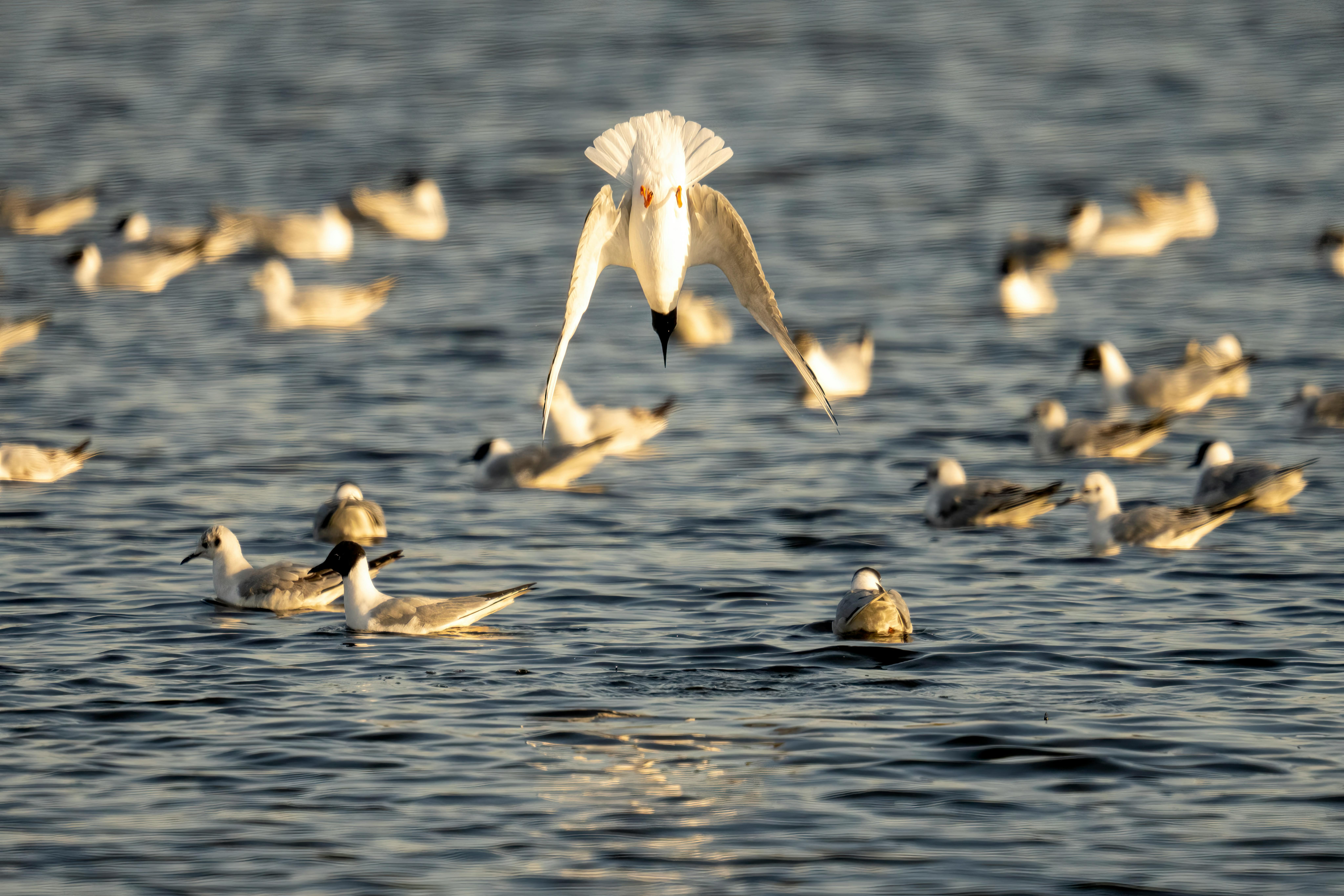 Kingfisher Bird Diving · Free Stock Photo
