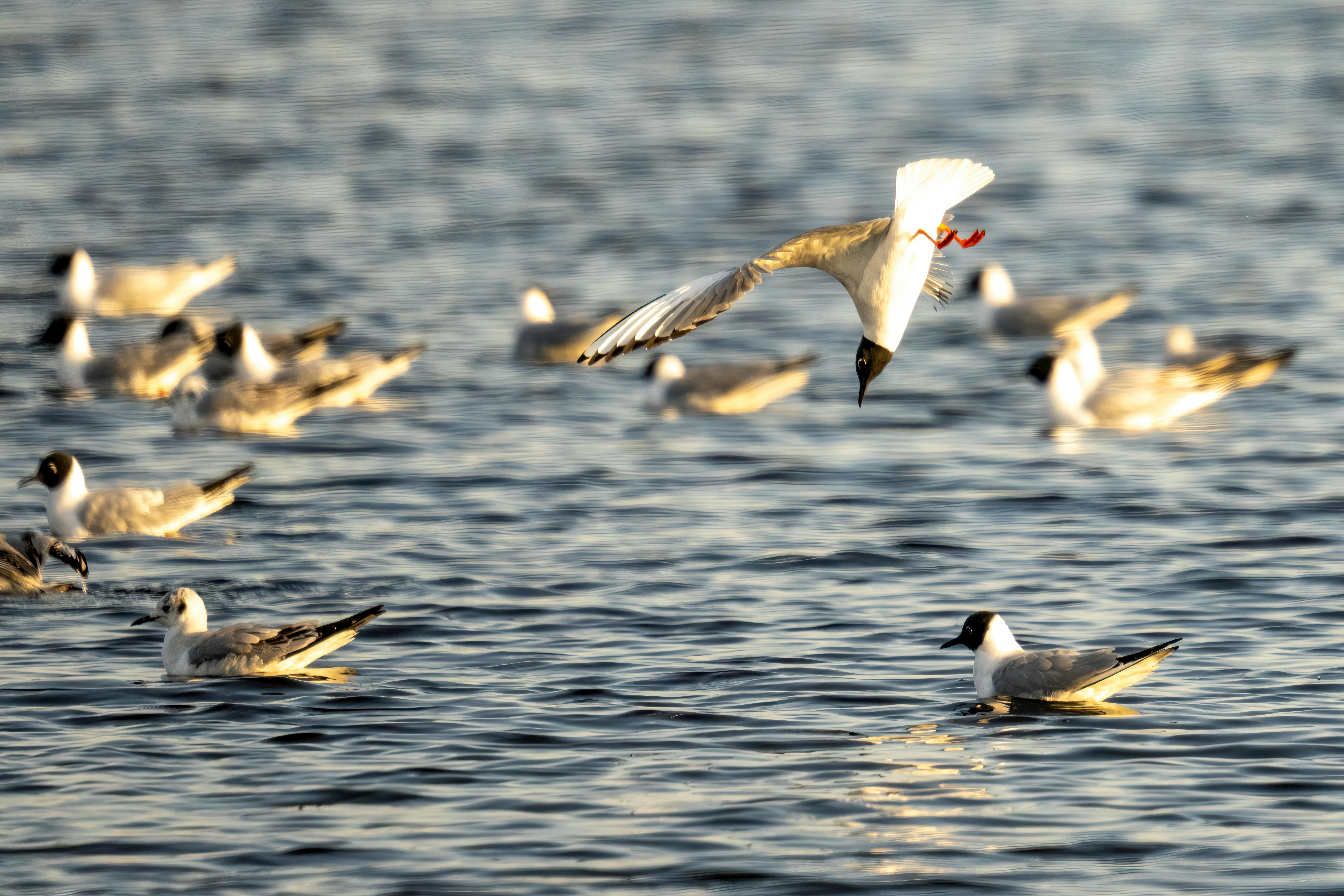 Black-Headed Gull Diving into the Sea · Free Stock Photo