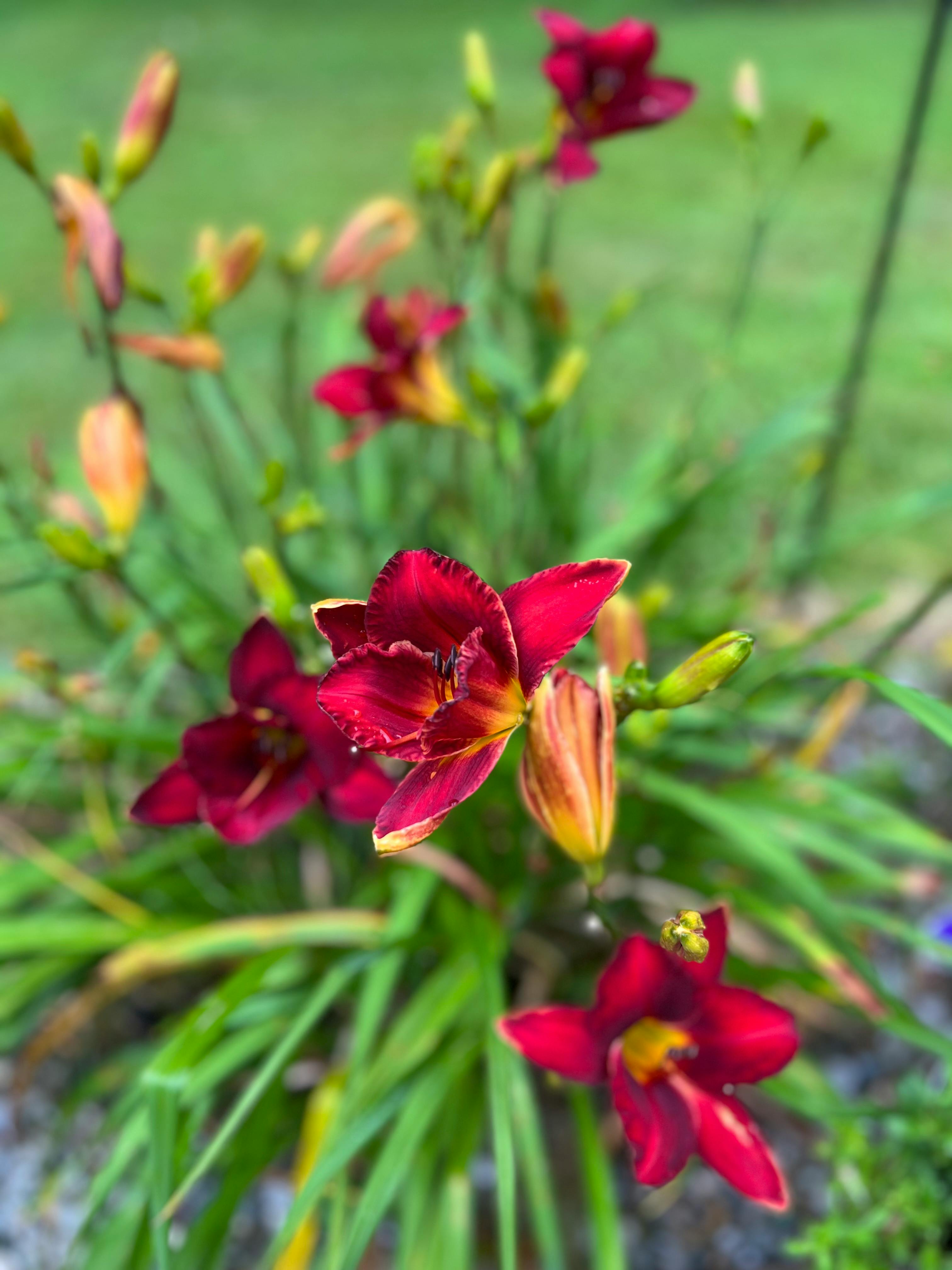 Nad Batayeh - Photography