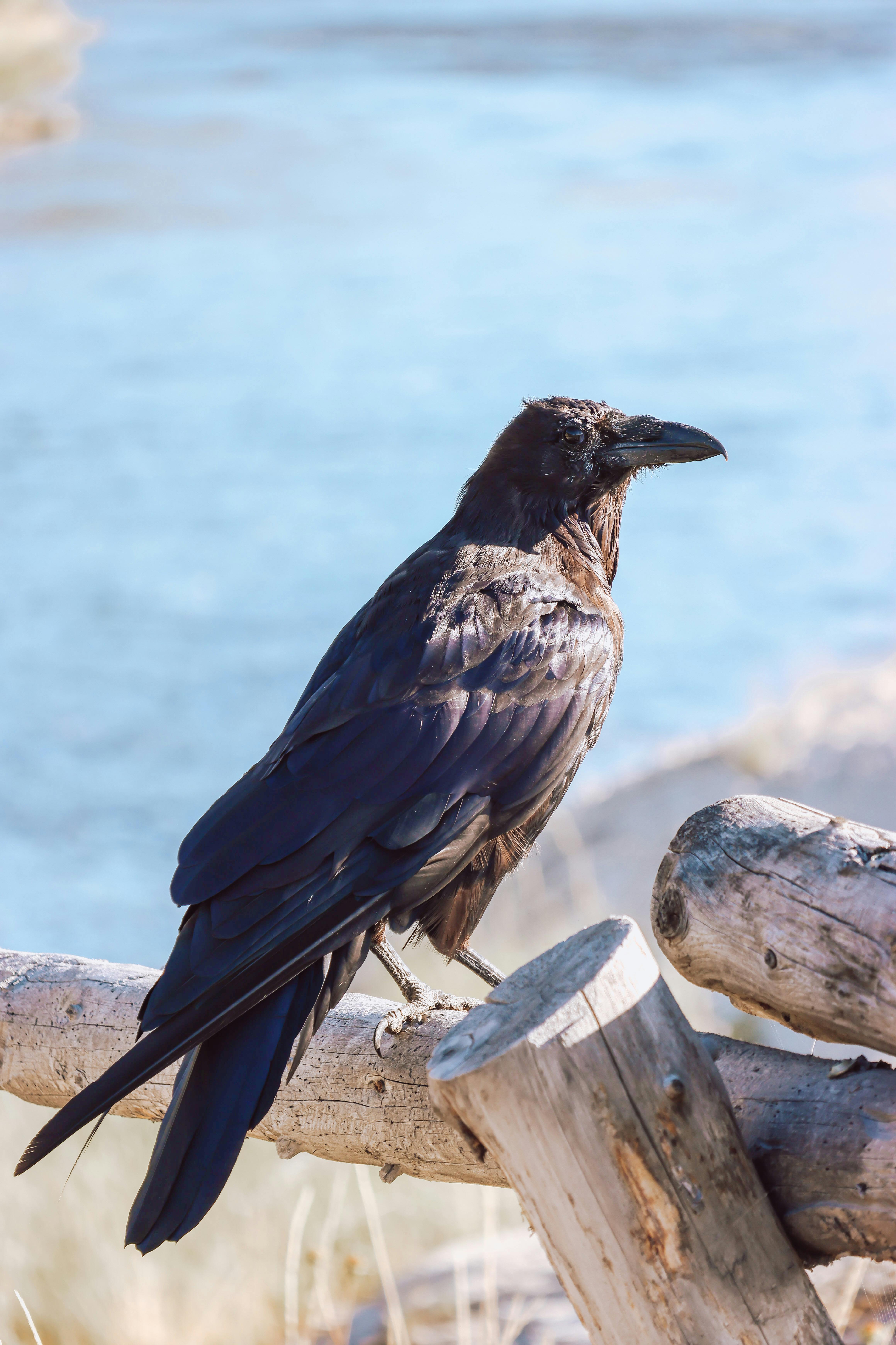 Crow Perching on Post · Free Stock Photo