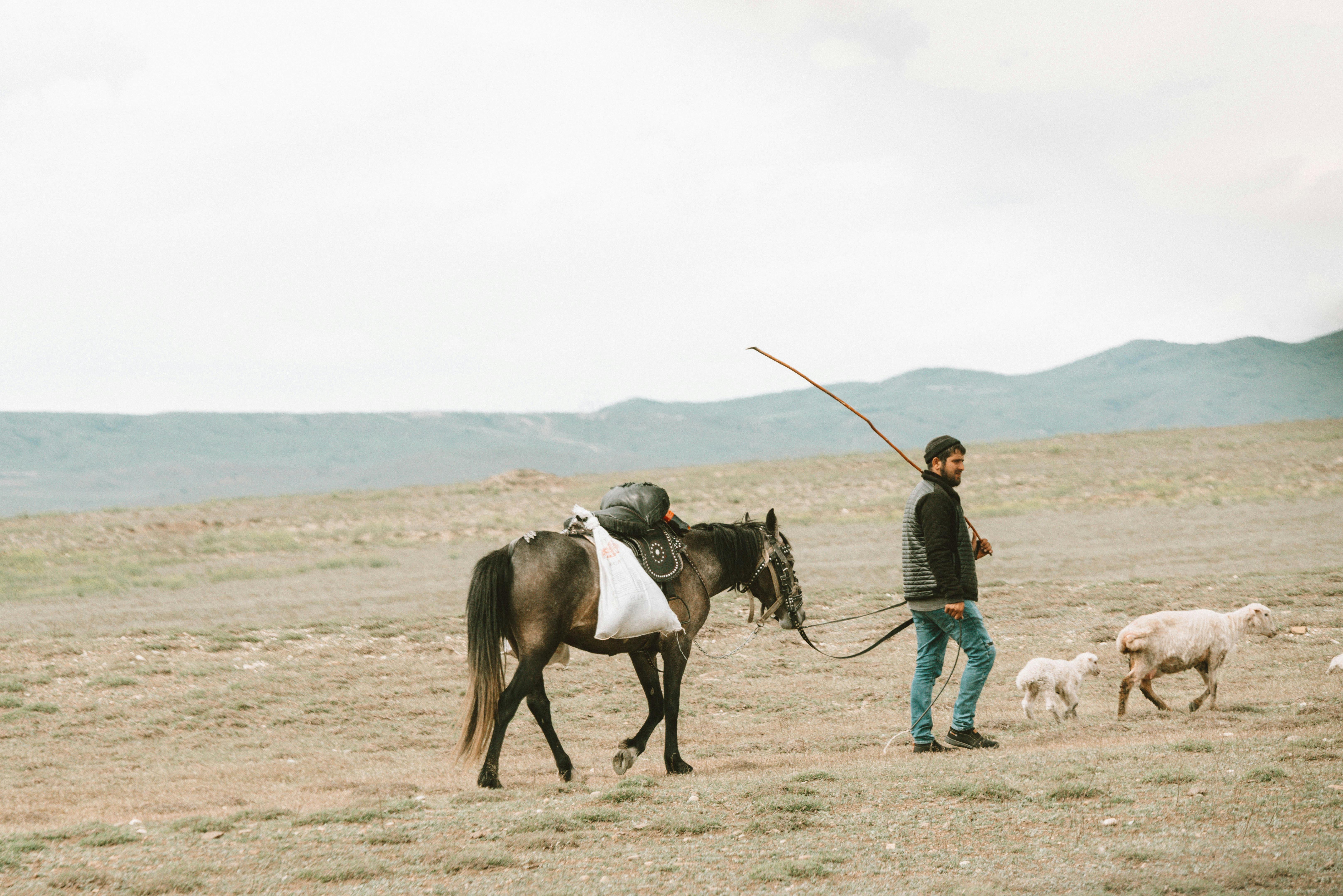 Man Shepherding Herd on Sheep · Free Stock Photo