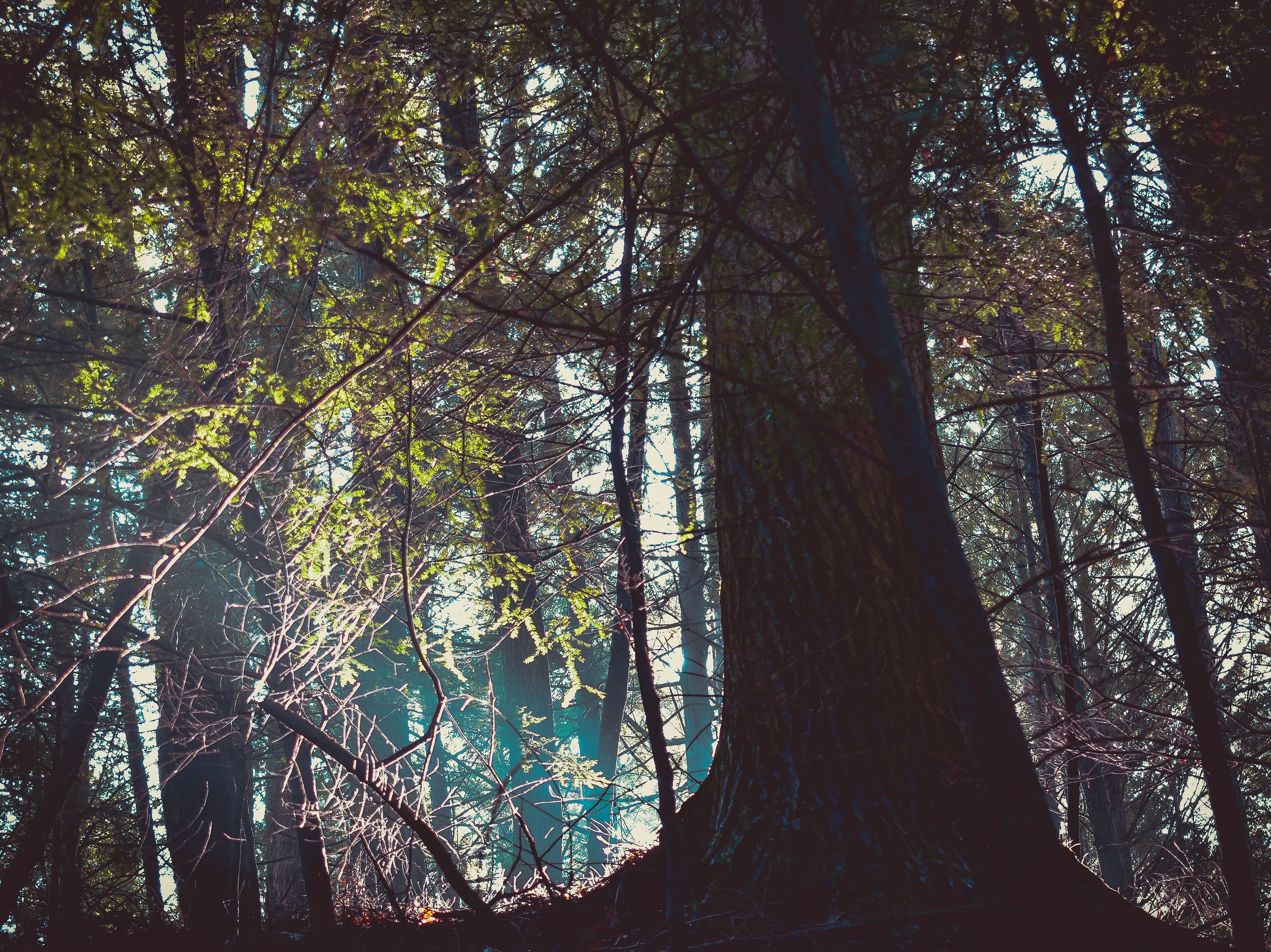 Withered Forest Trees · Free Stock Photo