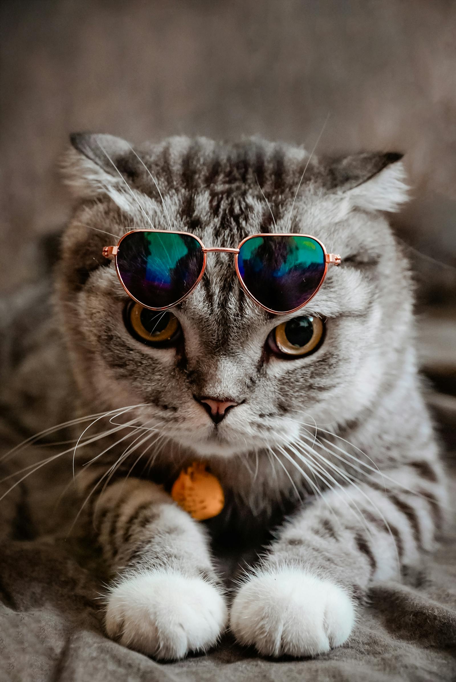 Cool Cat With Sunglasses Photos, Download The BEST Free Cool Cat With ...