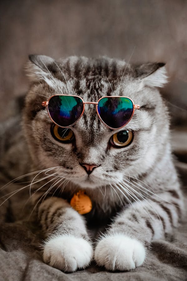 Cat With Sunglasses Photos, Download The BEST Free Cat With Sunglasses ...