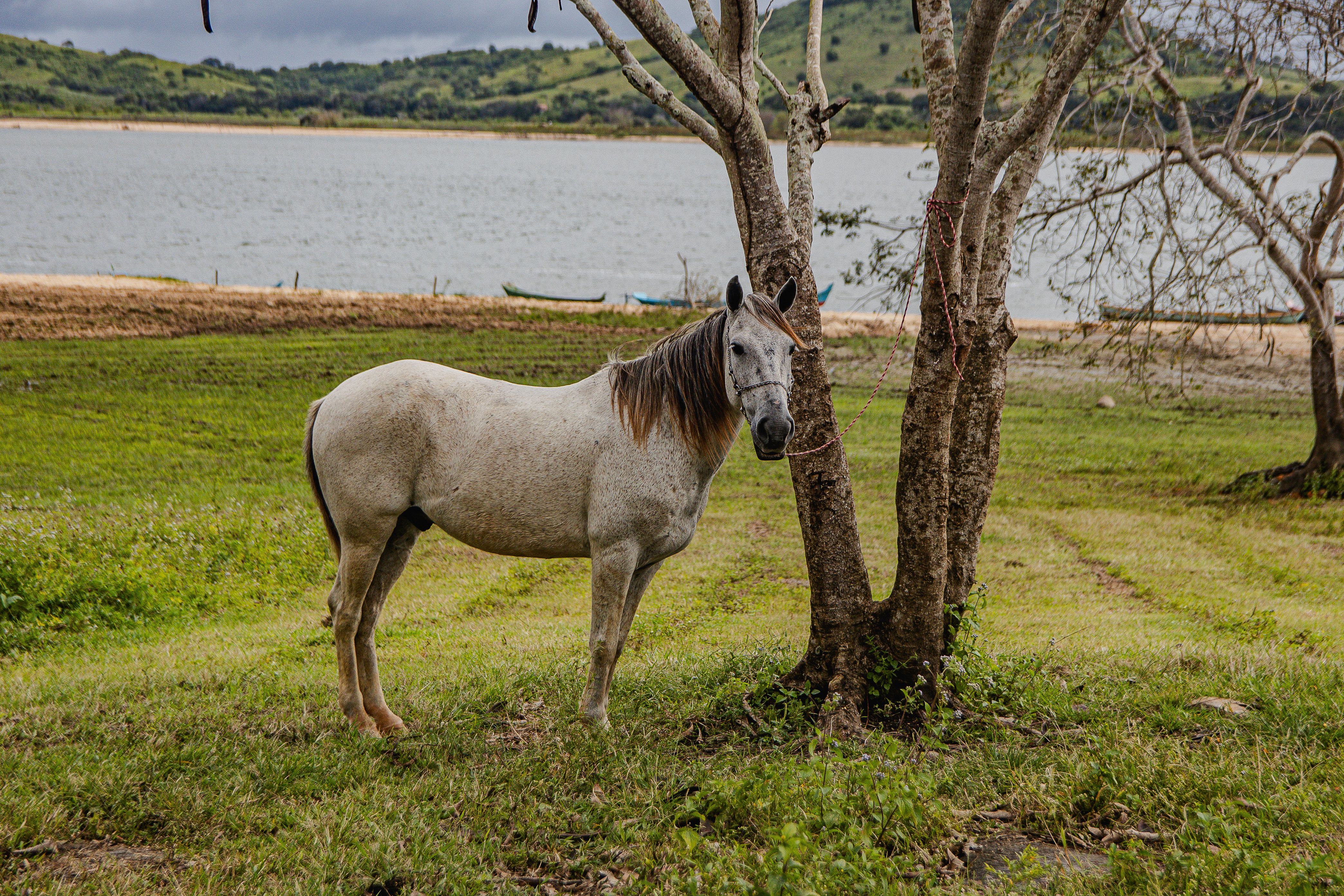 Horse near Tree · Free Stock Photo