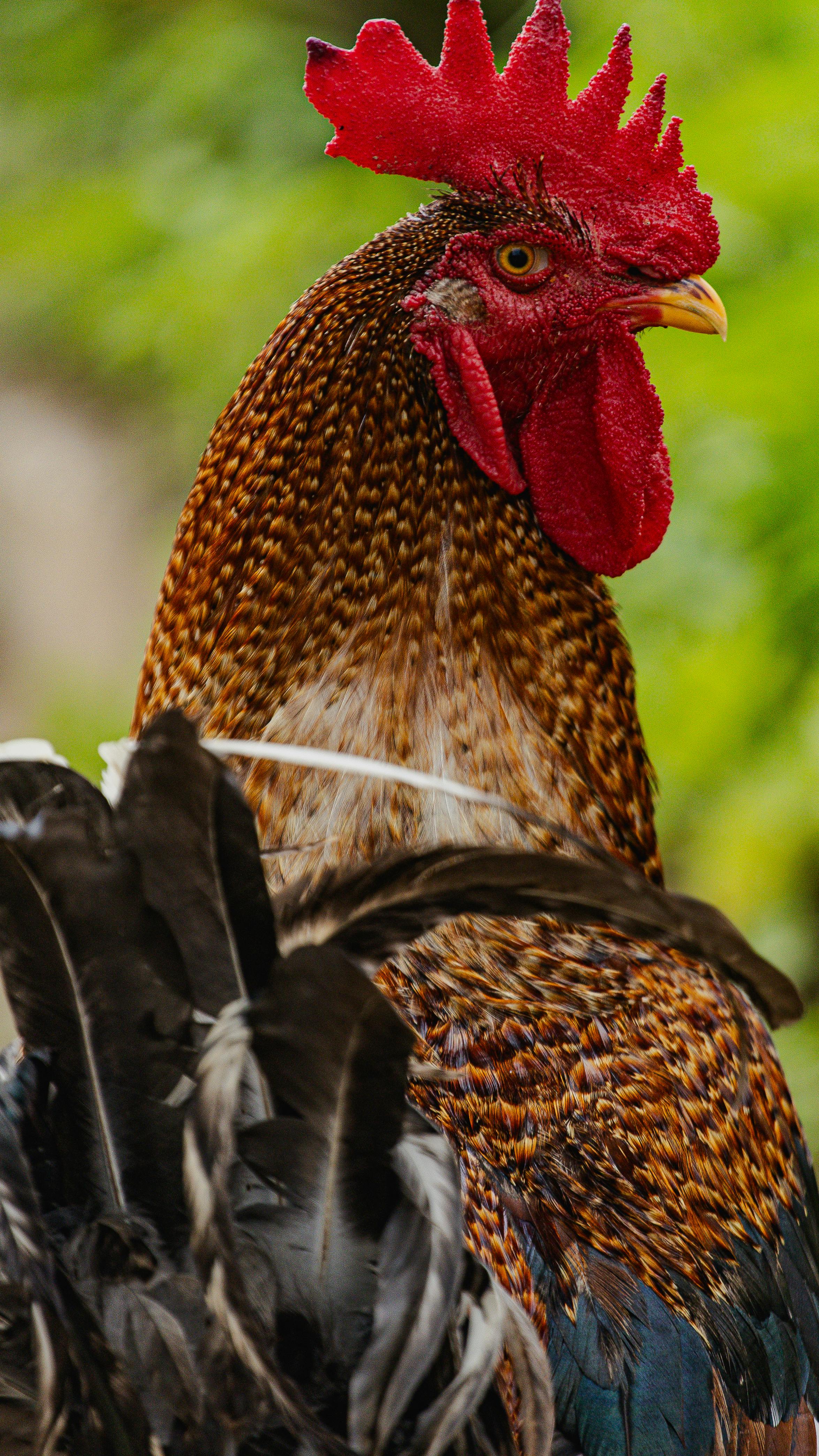 Selective Focus Photography of Rooster's Head · Free Stock Photo