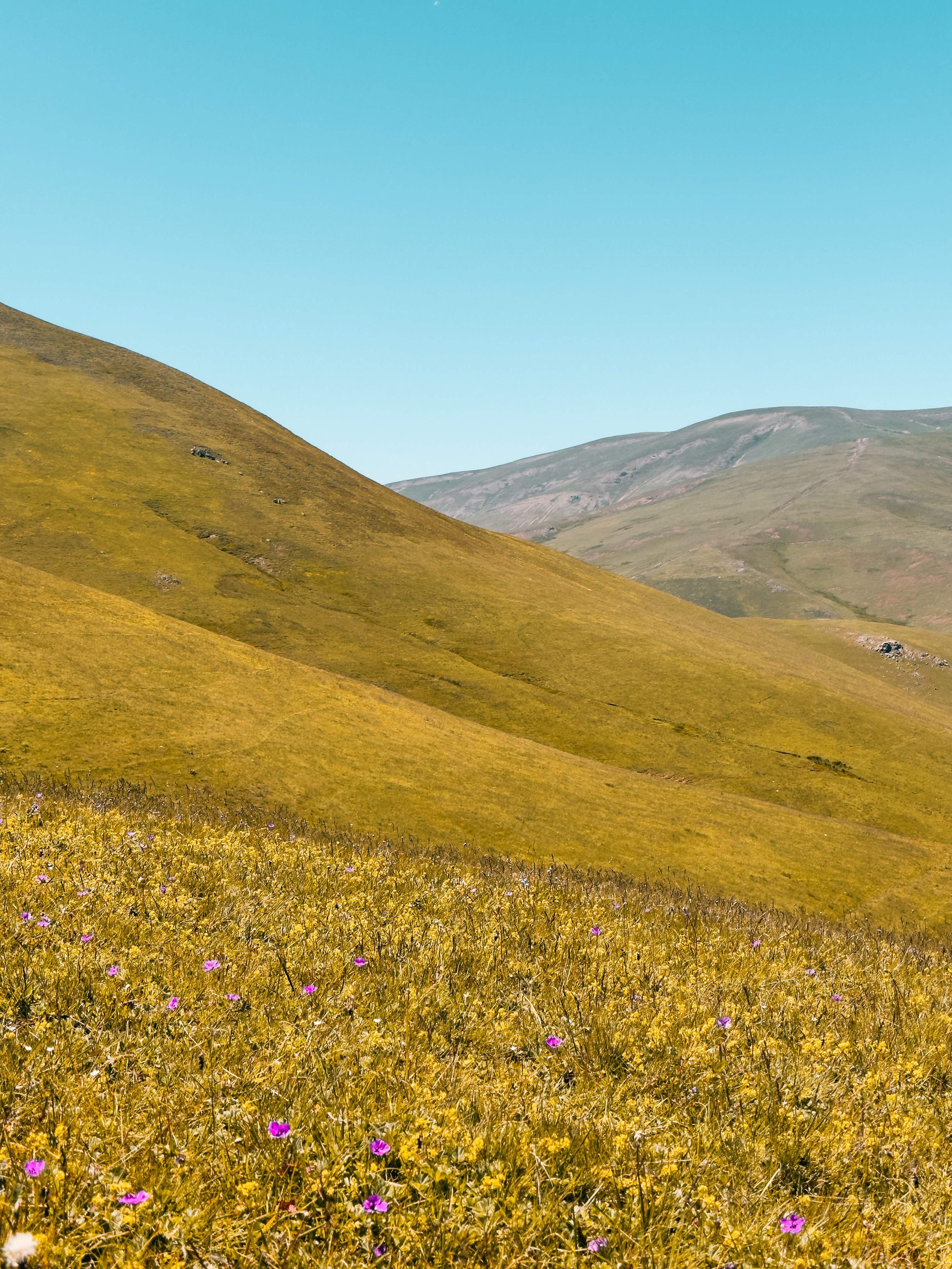 Meadow in Grassy Mountains · Free Stock Photo