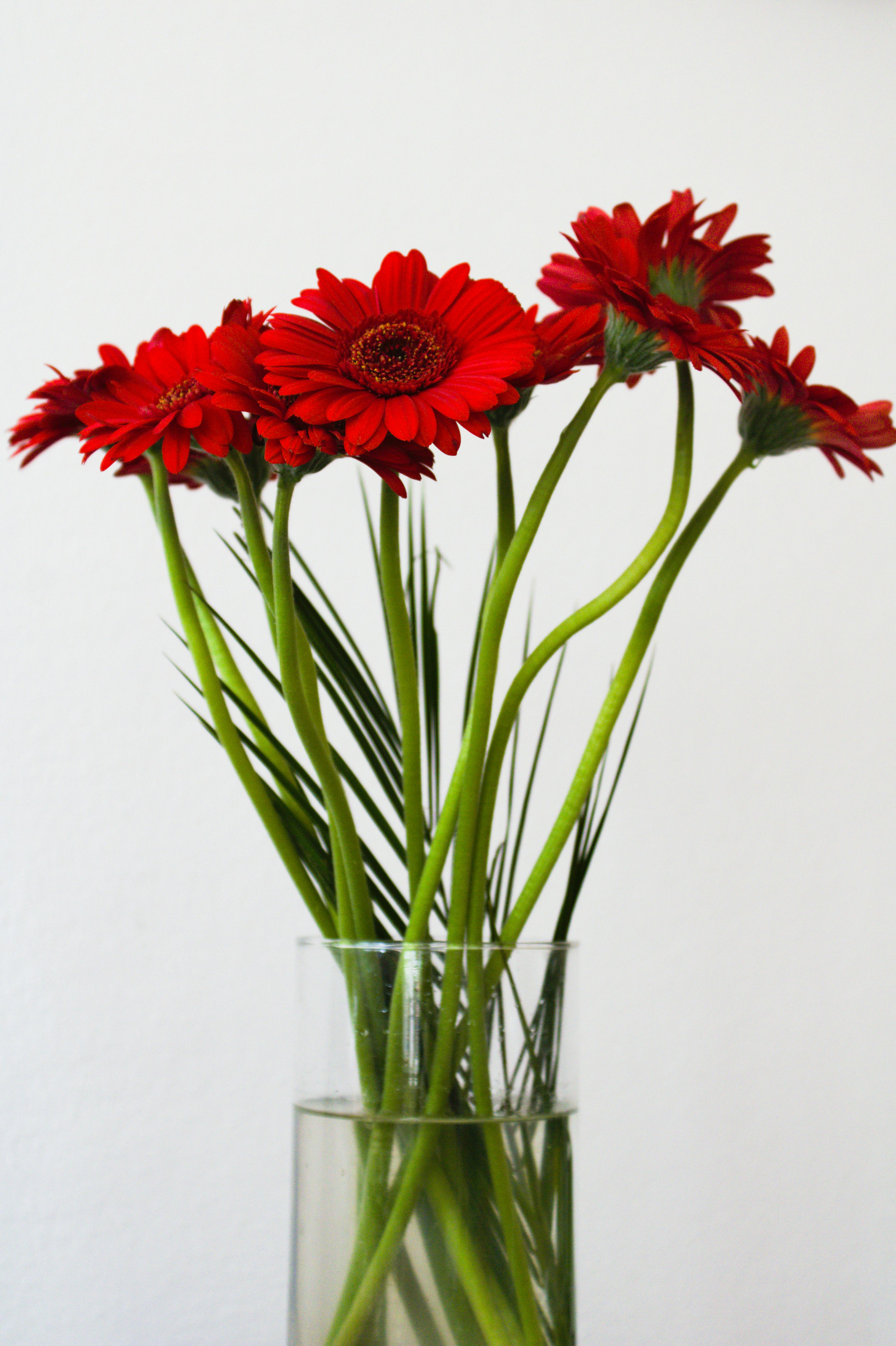 Smooth Stems Photos, Download The BEST Free Smooth Stems Stock Photos ...