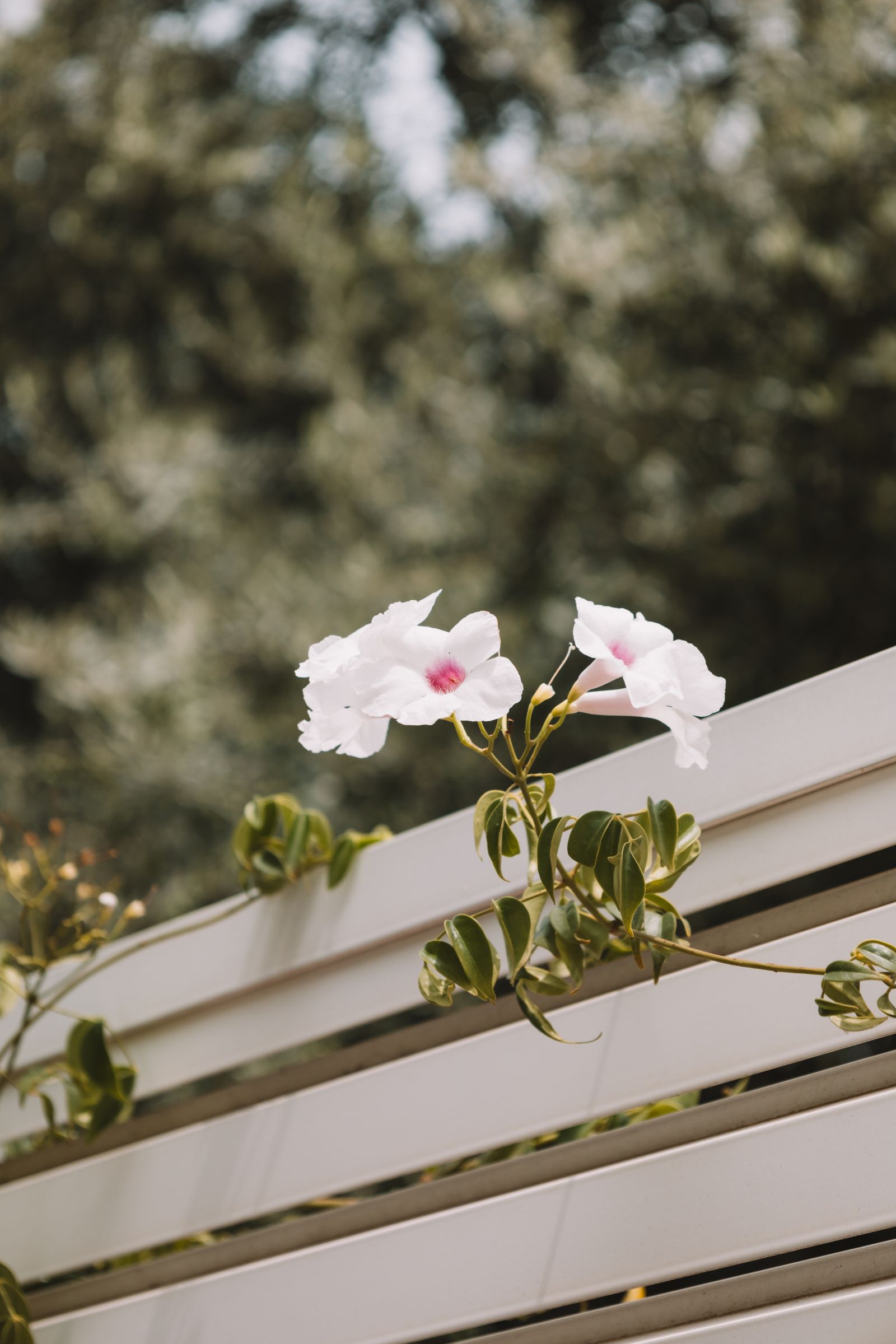 Bower Vine Photos, Download The BEST Free Bower Vine Stock Photos & HD ...