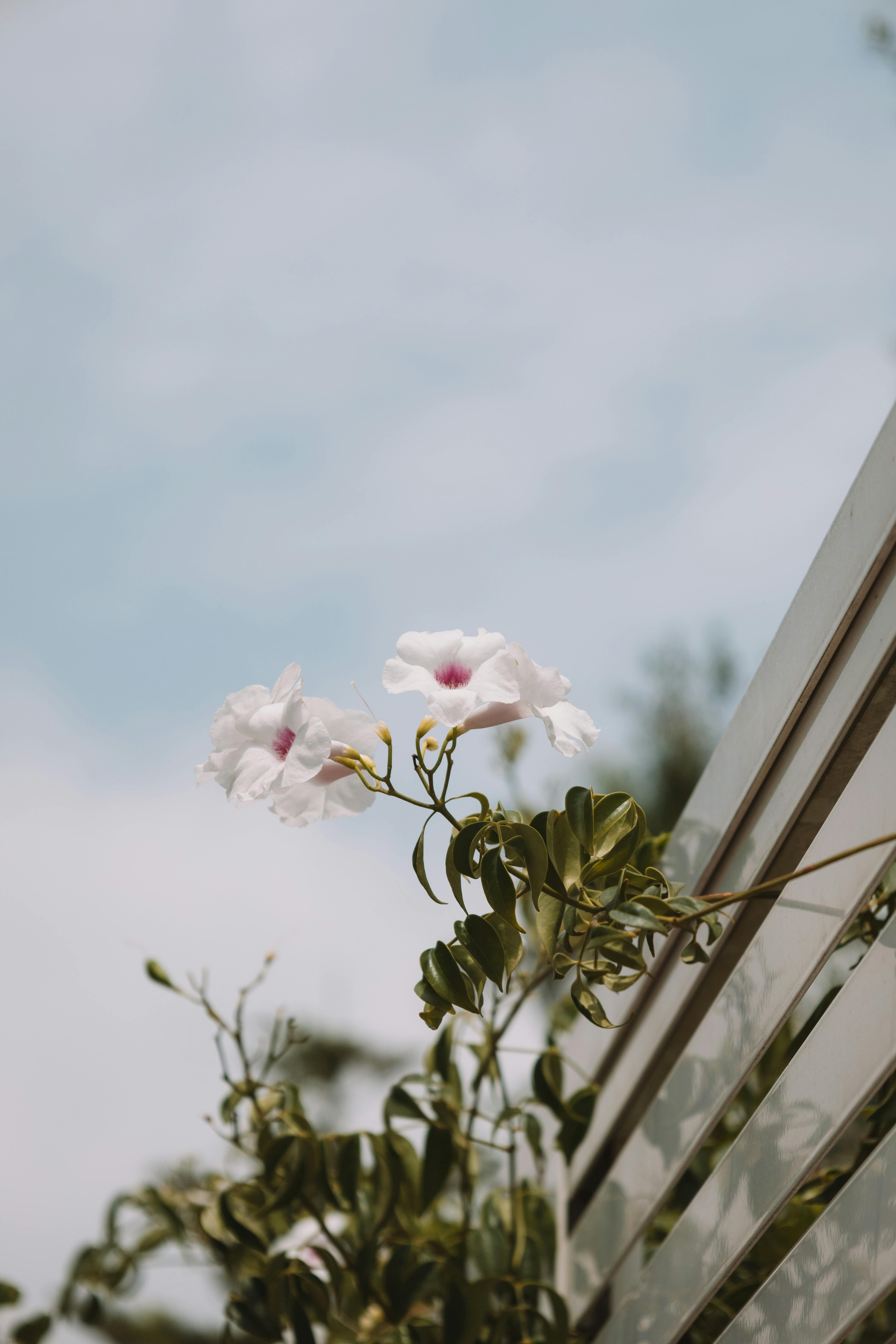 Bower in a Garden · Free Stock Photo