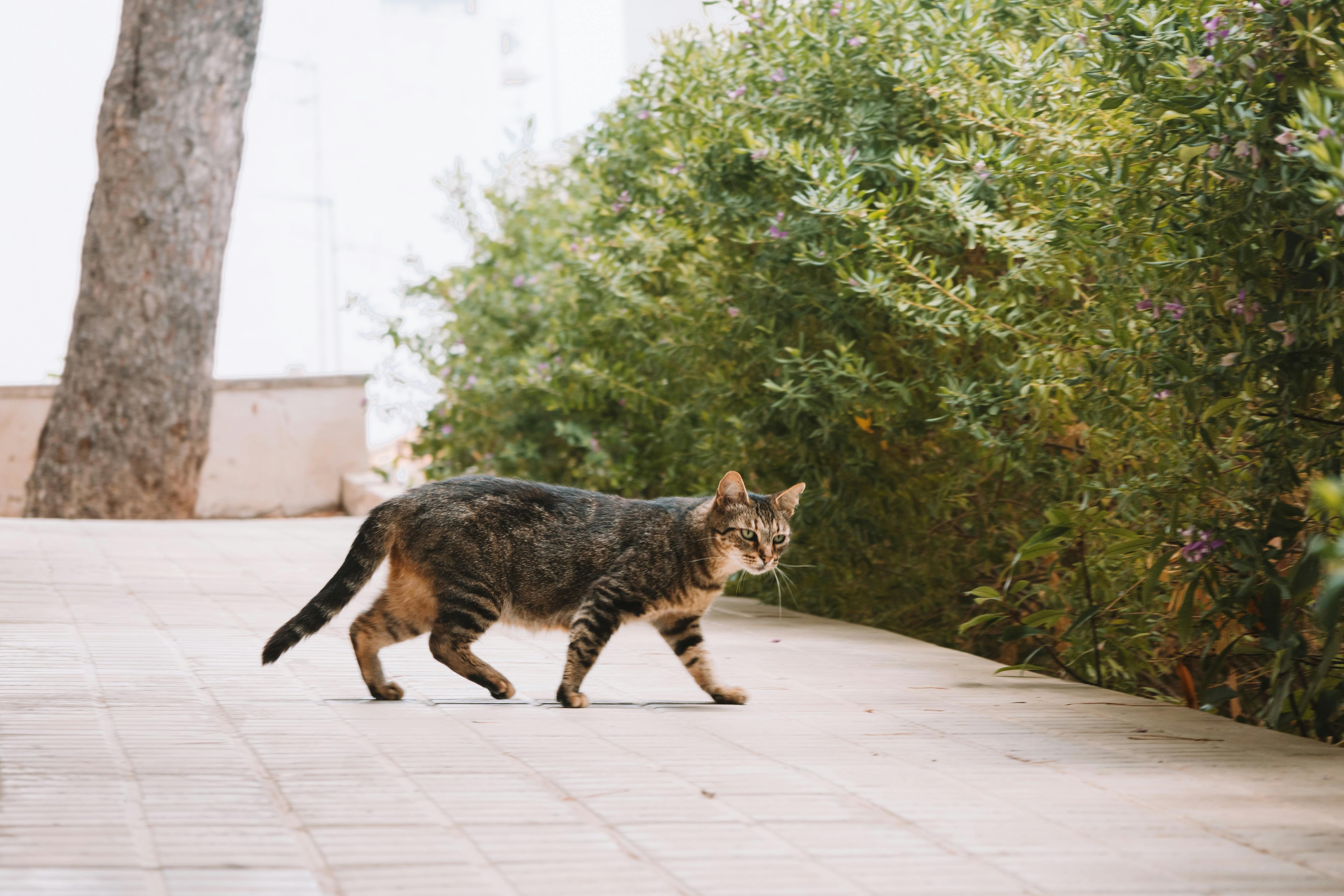 Cat Walking Along the Sidewalk Towards the Bushes · Free Stock Photo