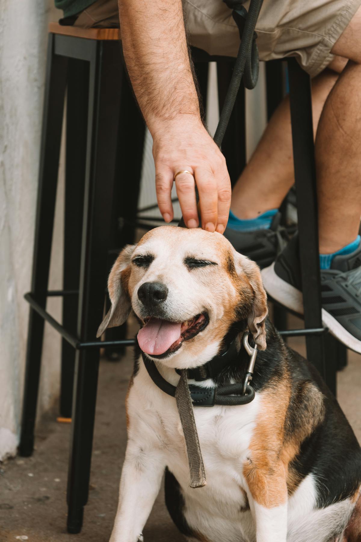 Caesar (Dog) Photos, Download The BEST Free Caesar (Dog) Stock Photos ...