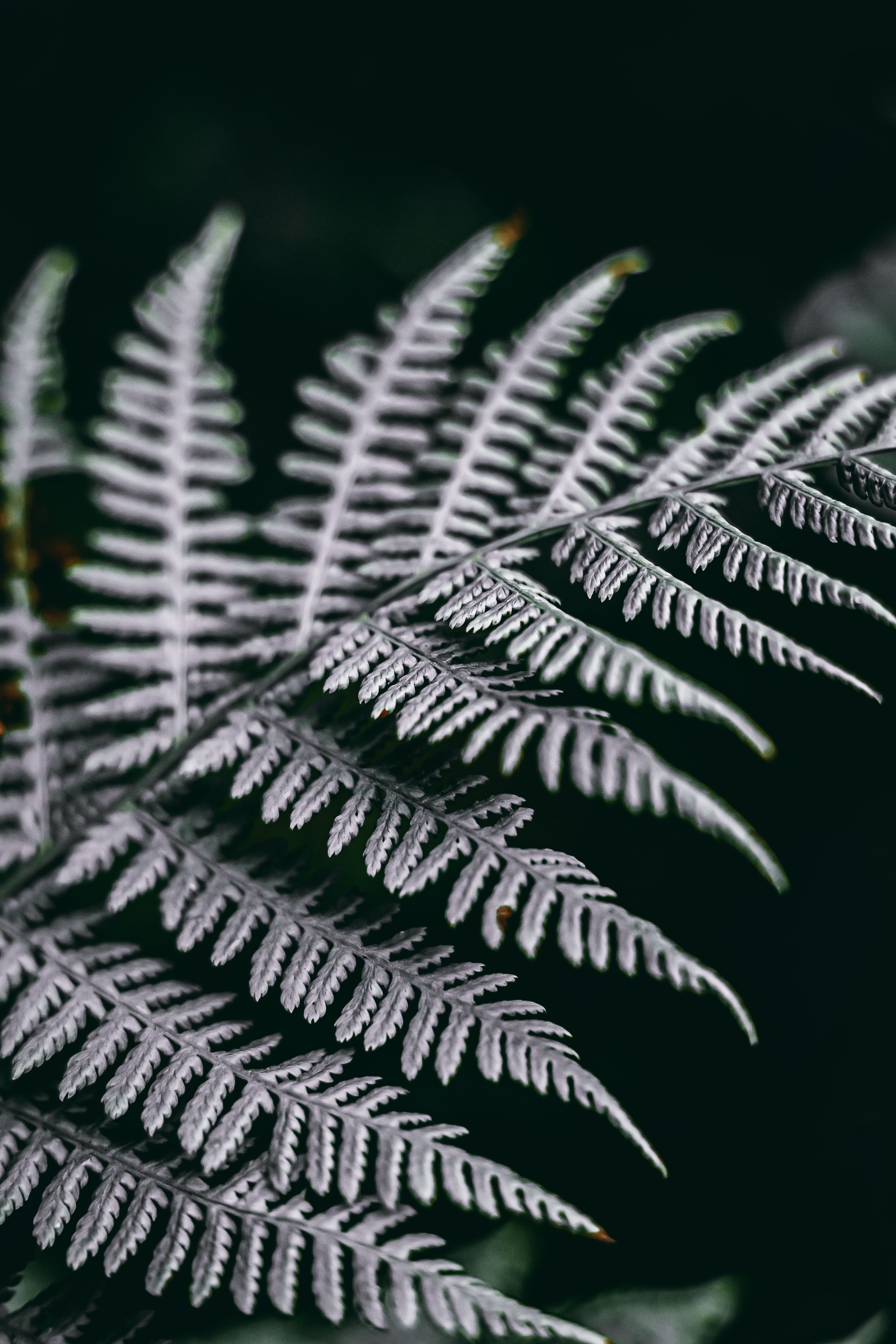 Spring Frost Photos, Download The BEST Free Spring Frost Stock Photos ...
