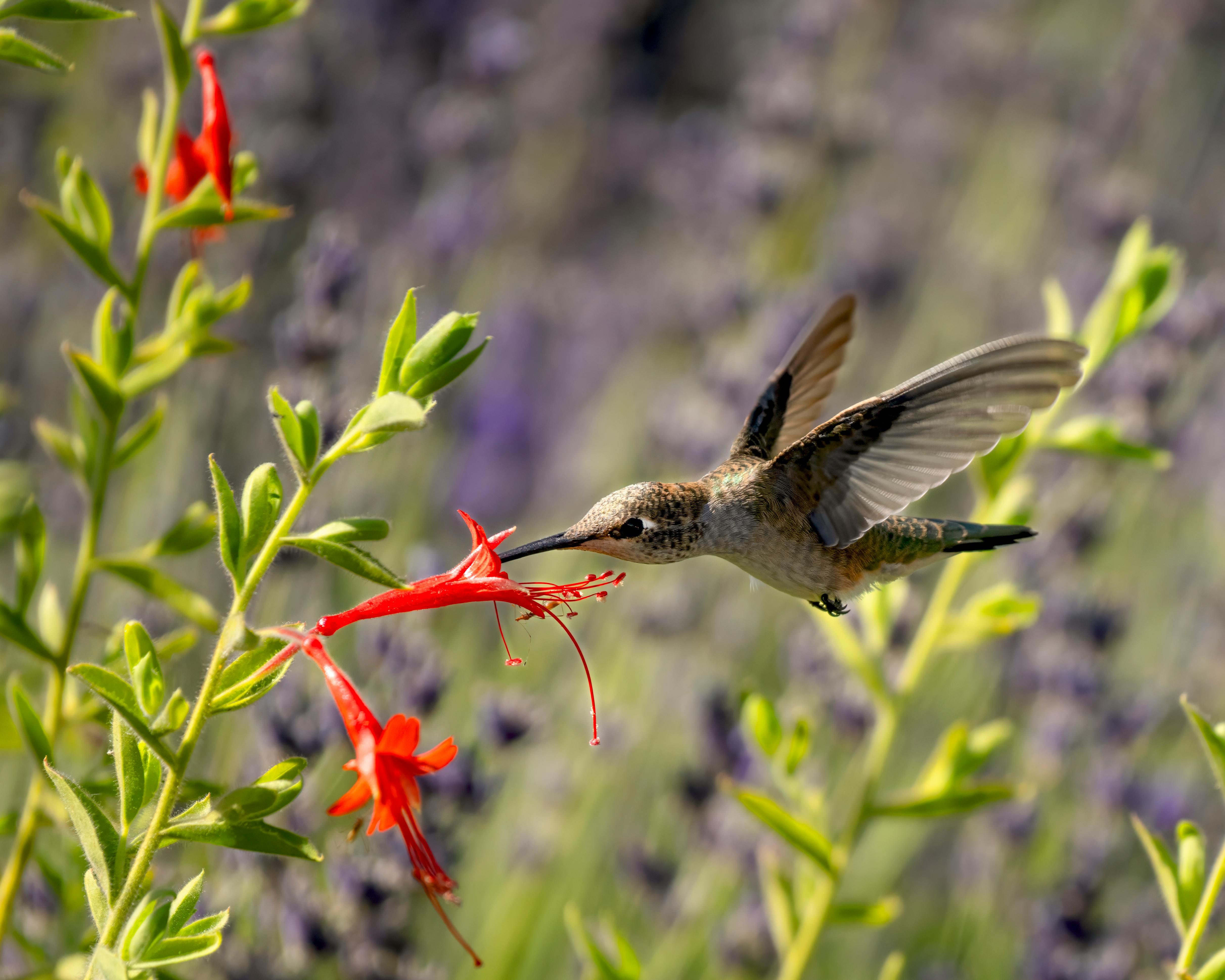 Close up of Hummingbird near Flowers · Free Stock Photo