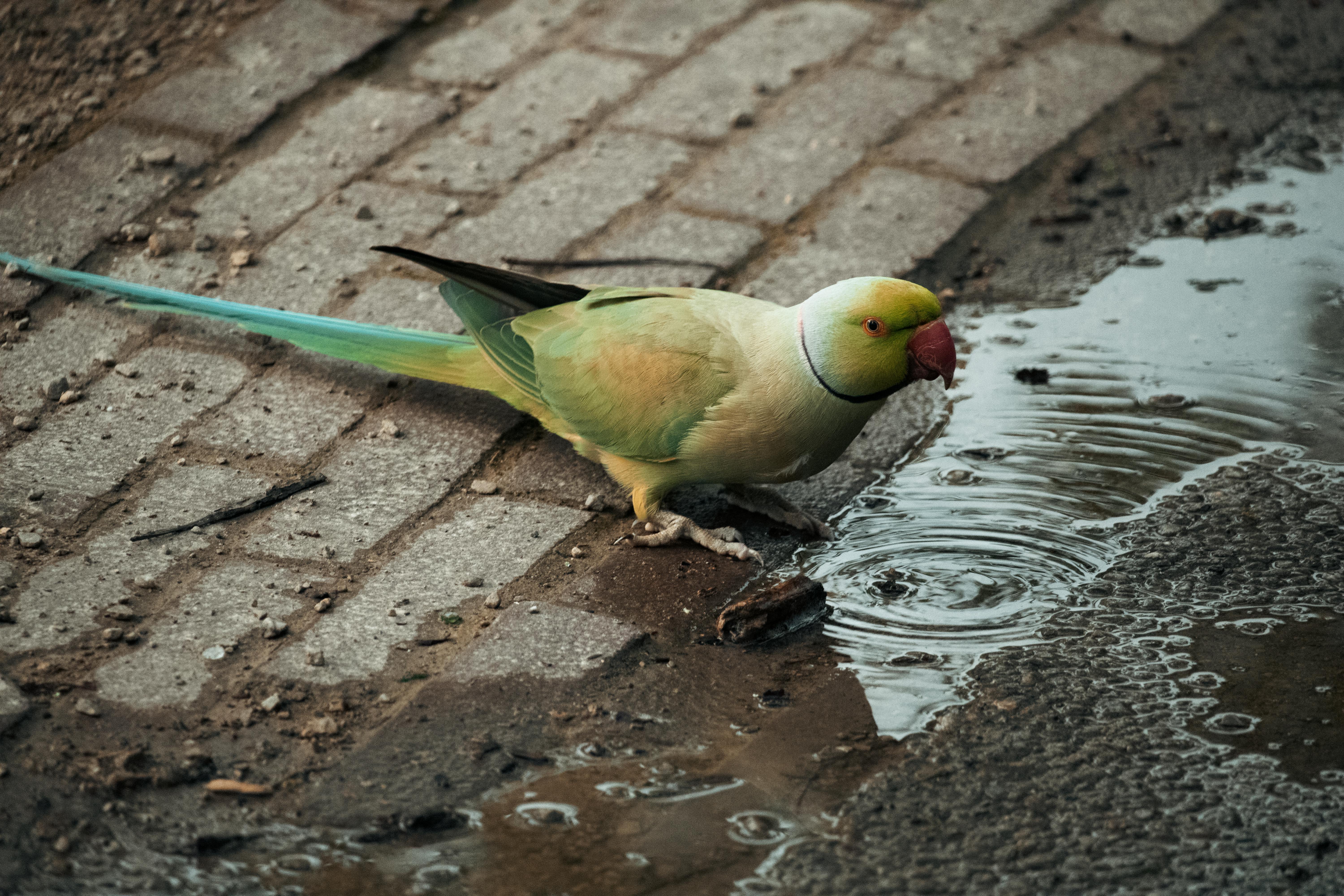 Close-up of a Parrot Drinking Water from a Puddle · Free Stock Photo