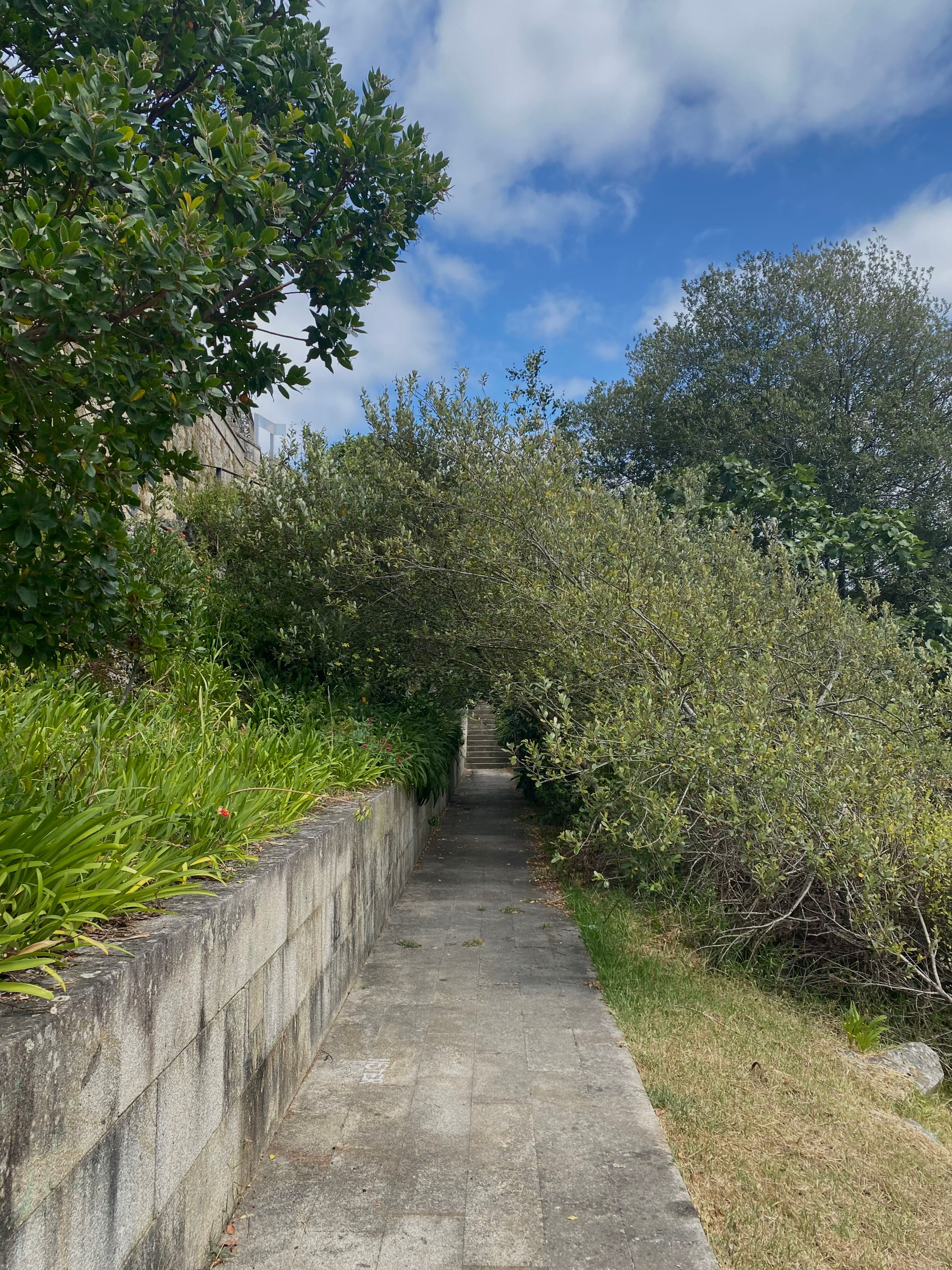A walkway with trees and bushes on either side · Free Stock Photo