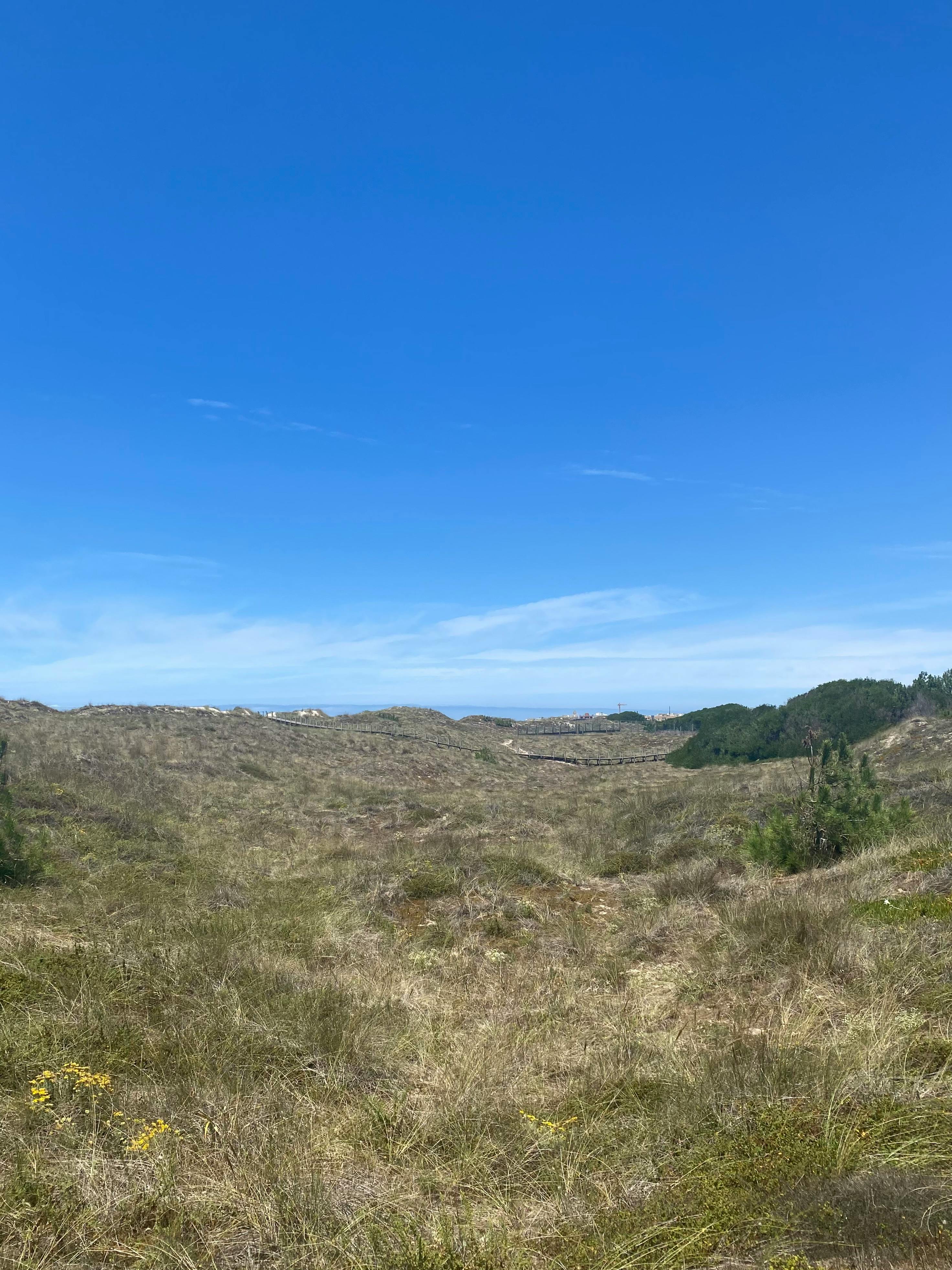 Tan Grass Photos, Download The BEST Free Tan Grass Stock Photos & HD Images