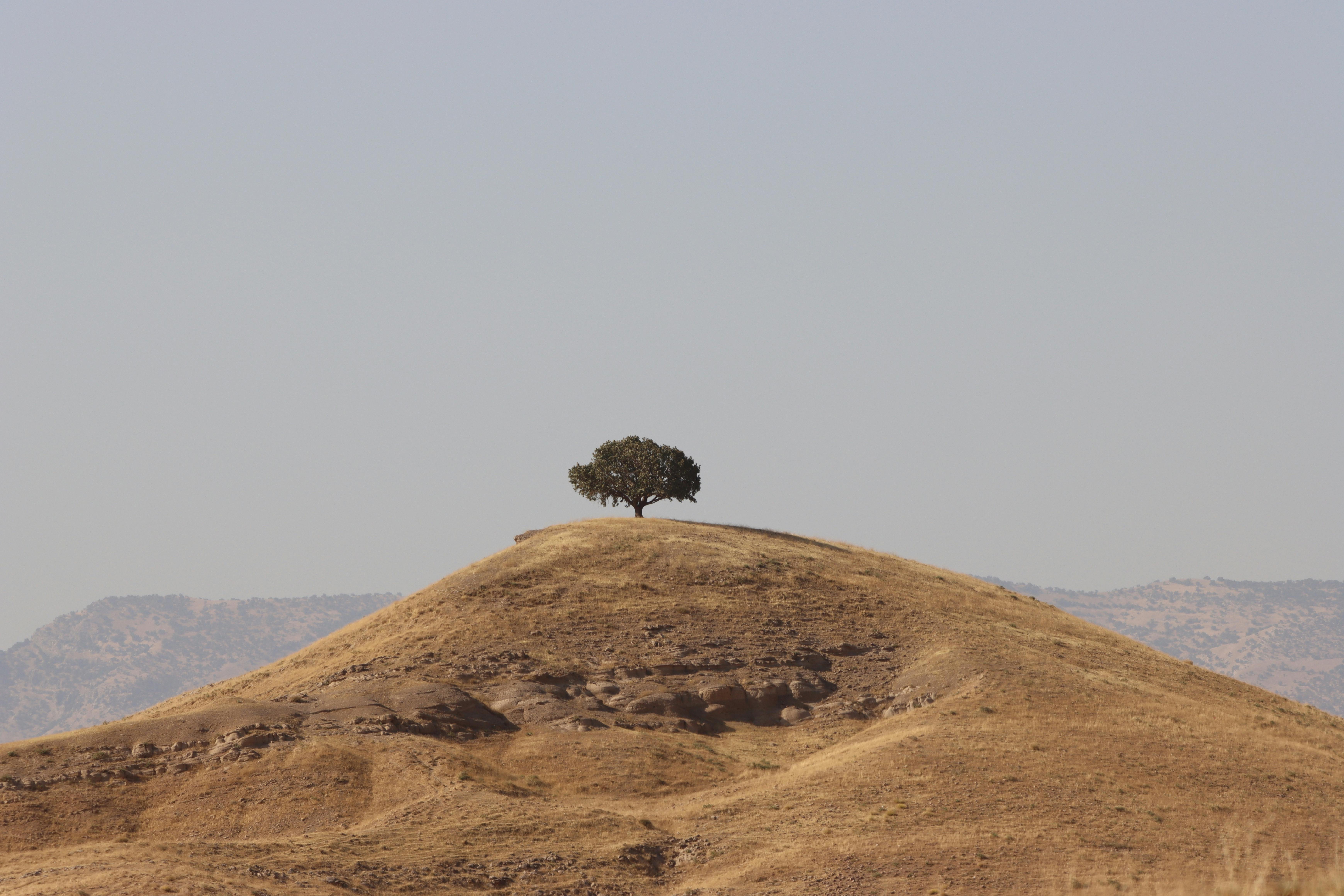 Lone Tree on Hill · Free Stock Photo