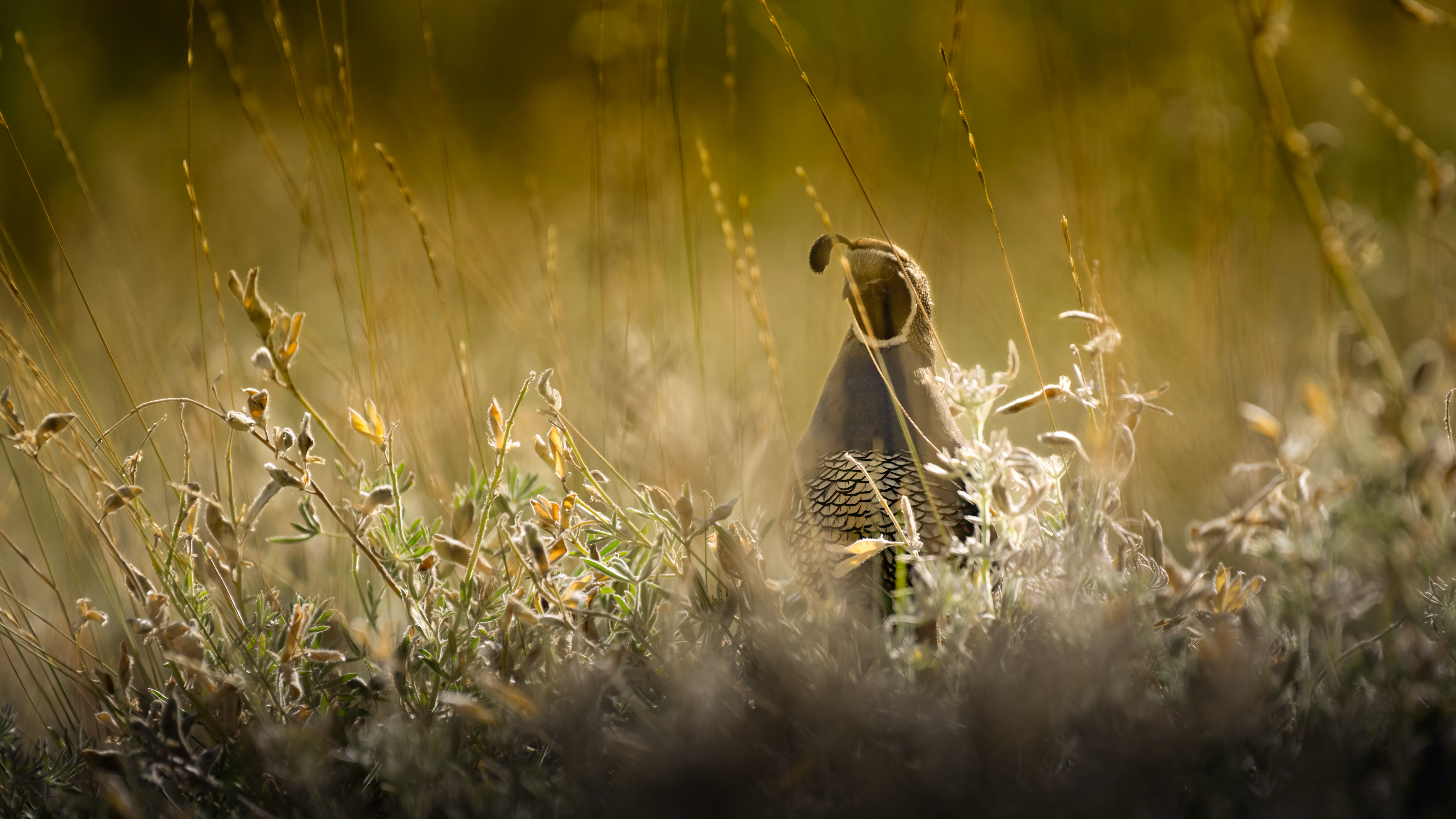 Bird Quail Photos, Download The BEST Free Bird Quail Stock Photos & HD ...