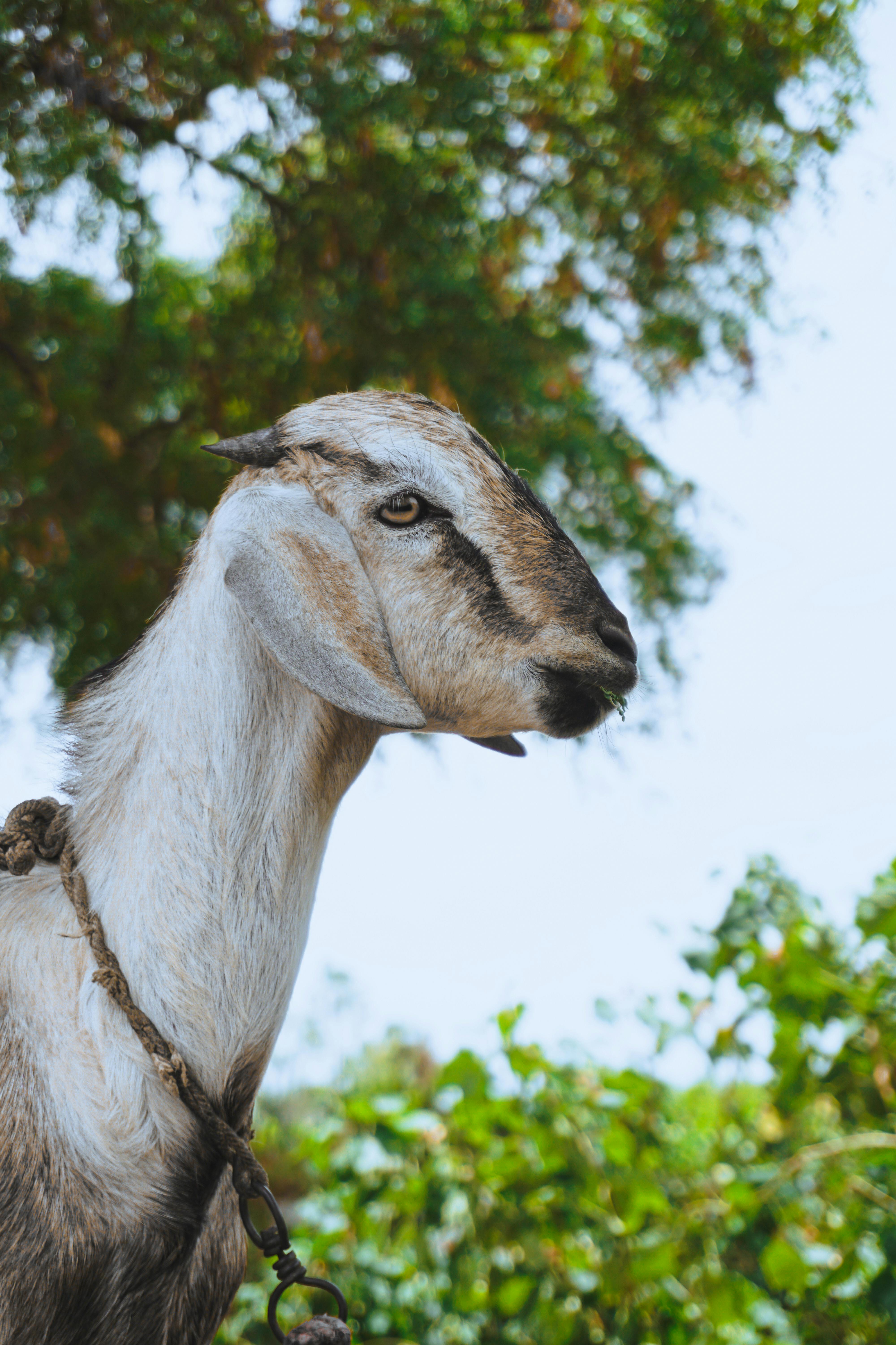 Goat Packet Pads Photos, Download The BEST Free Goat Packet Pads Stock ...