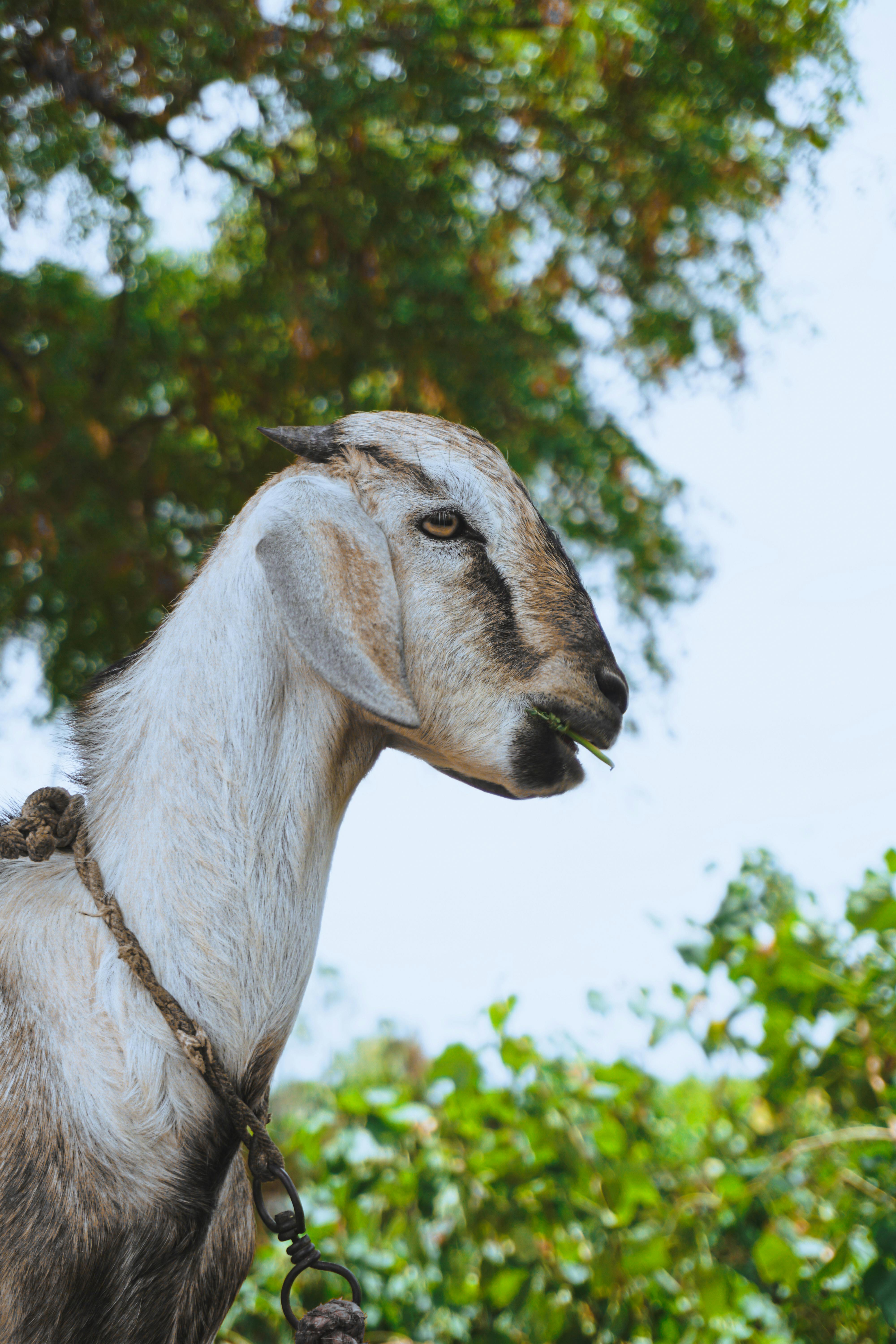 Goats Eating on Grass Field · Free Stock Photo