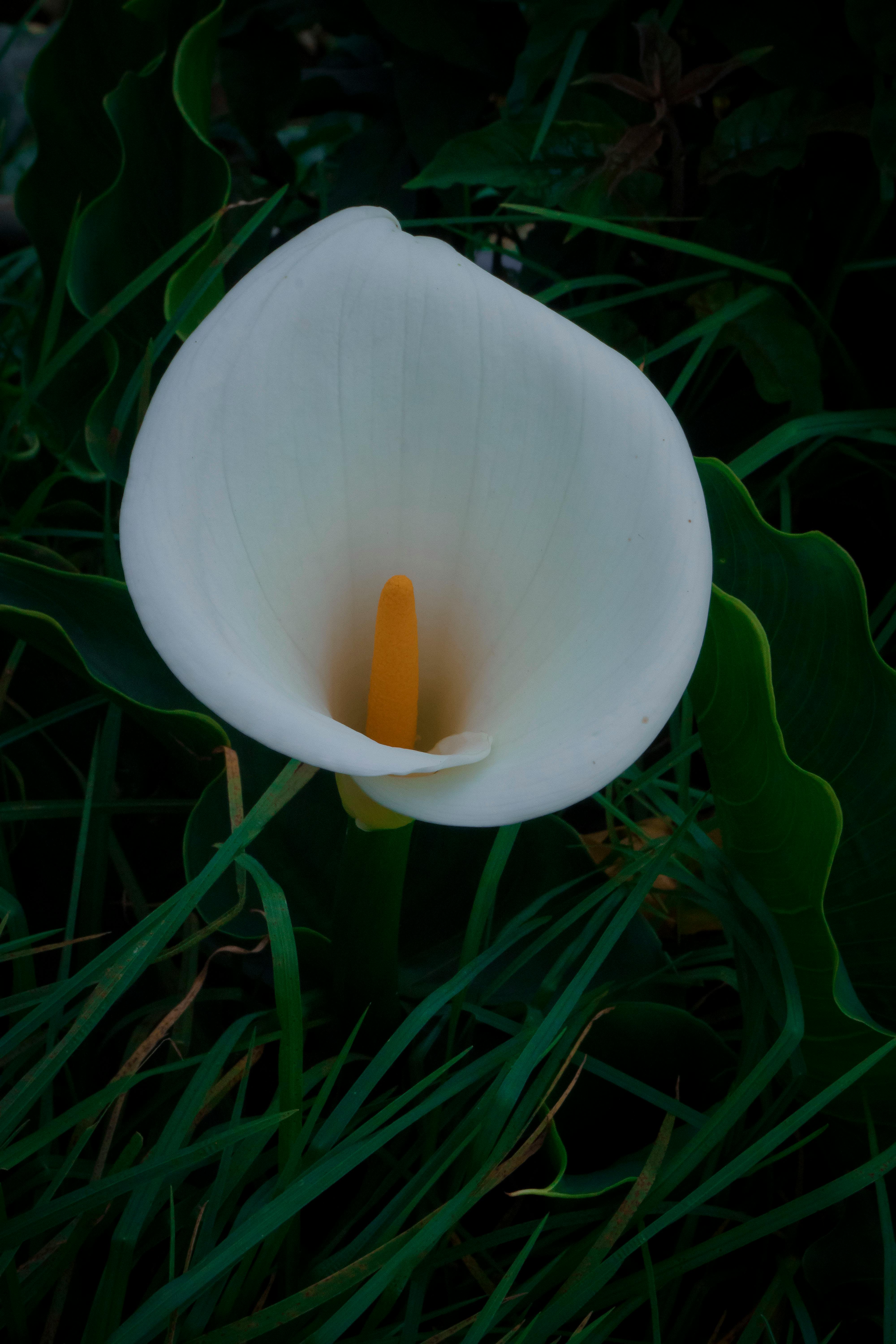 Flower of Calla Lily · Free Stock Photo