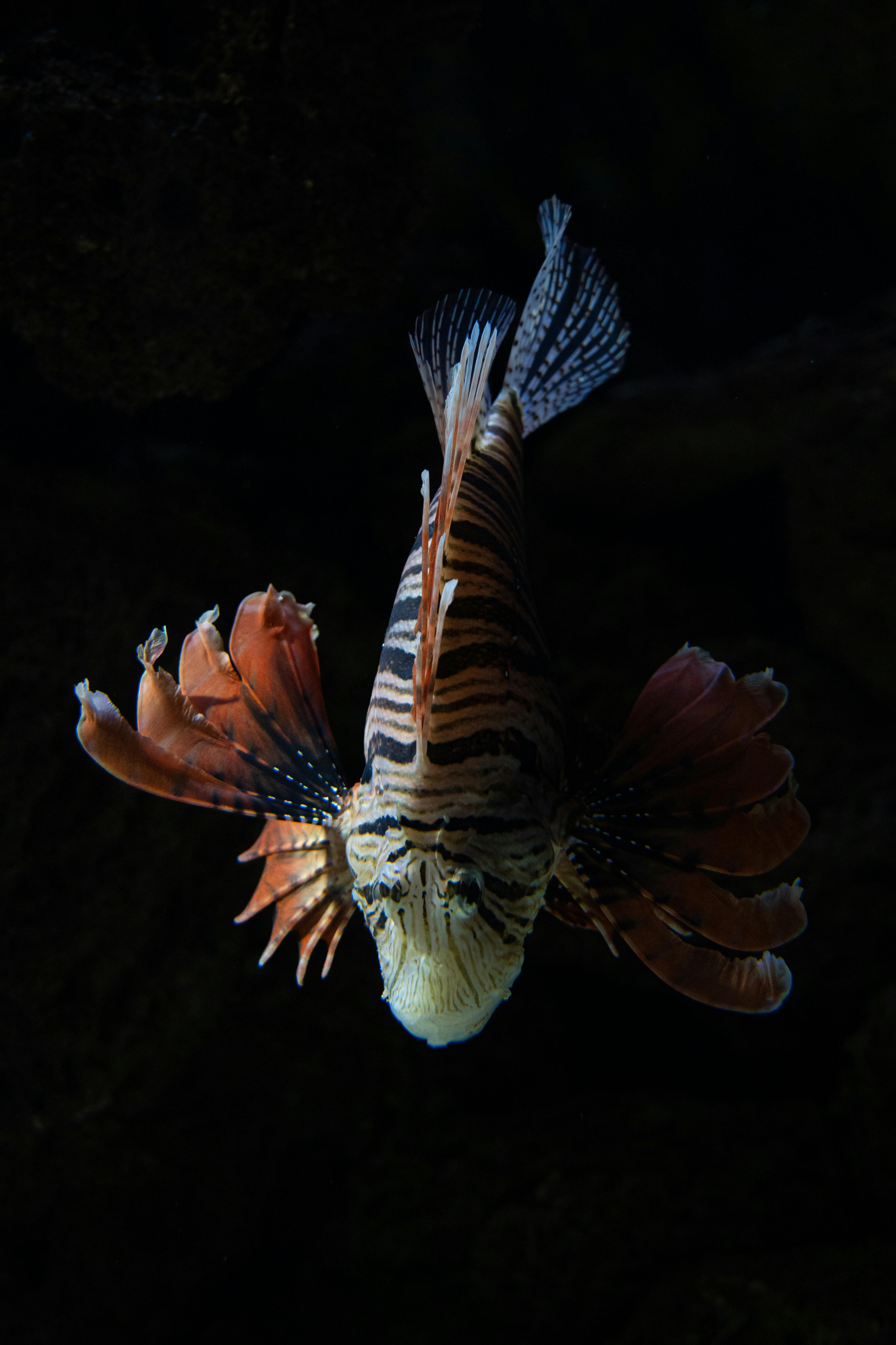 Close-up Photography of Brown and Beige Lion Fish · Free Stock Photo