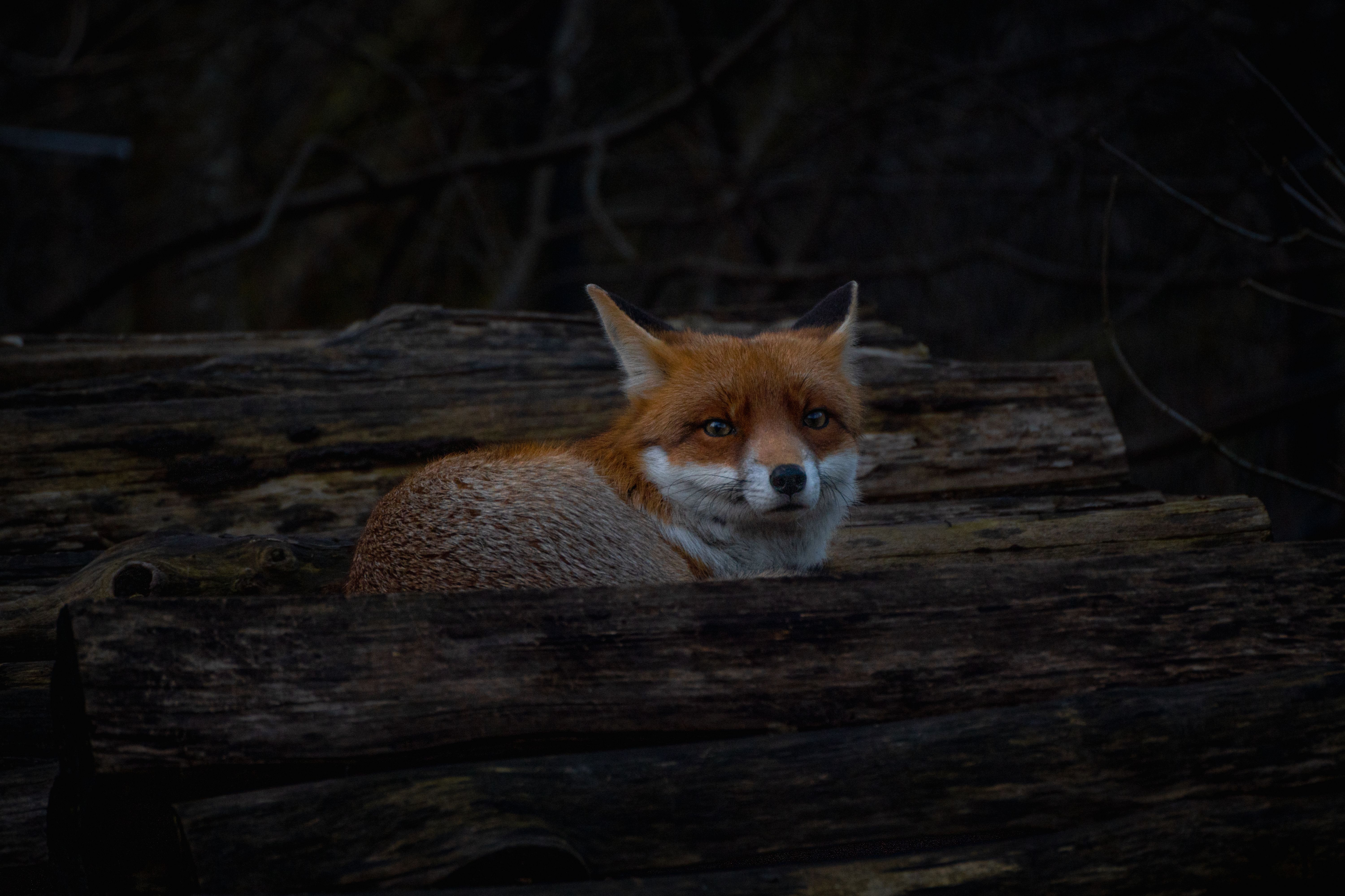 Little Fox Among Logs · Free Stock Photo