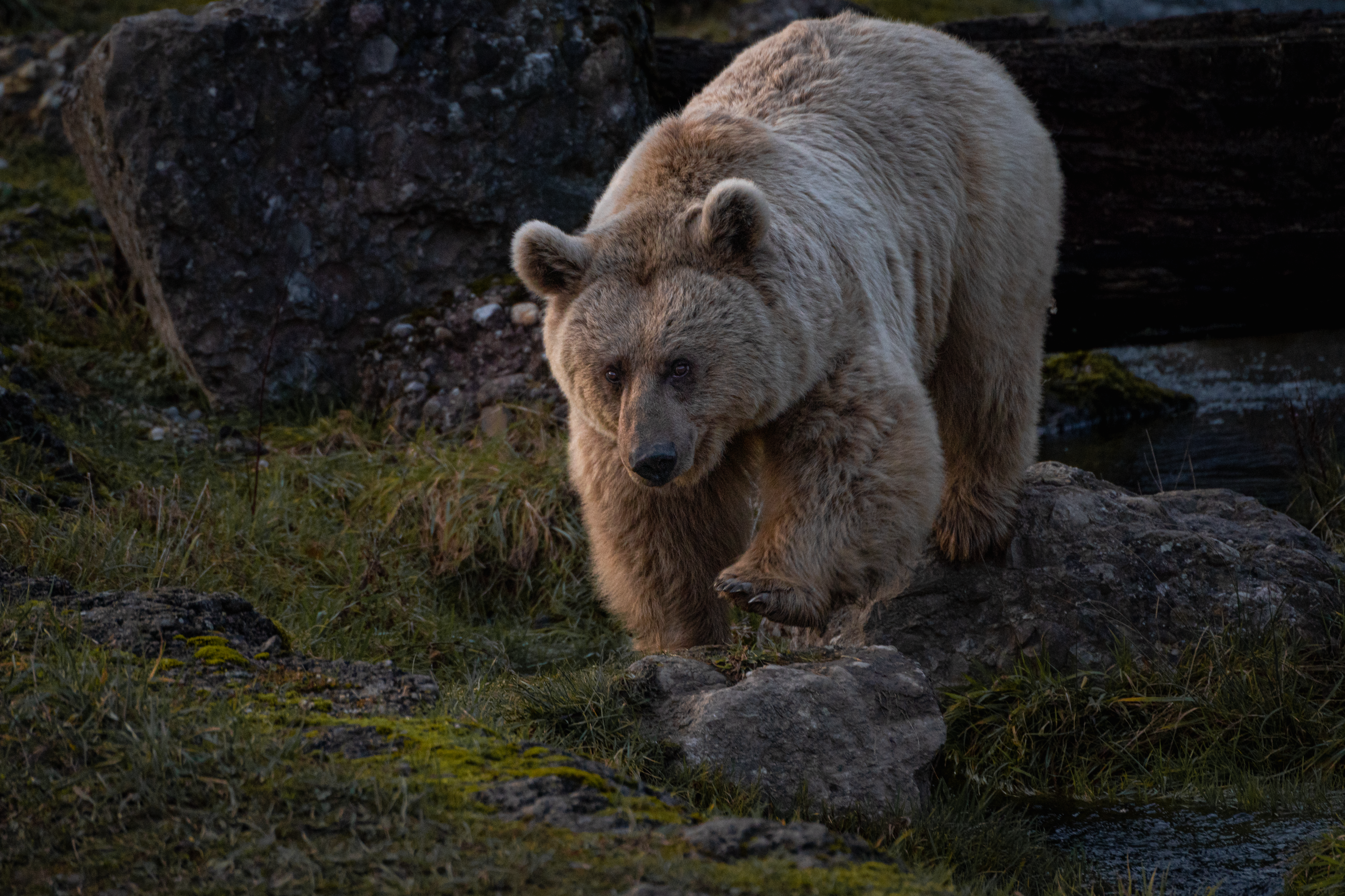 Wildlife Zoom Backgrounds Photos, Download The BEST Free Wildlife Zoom ...