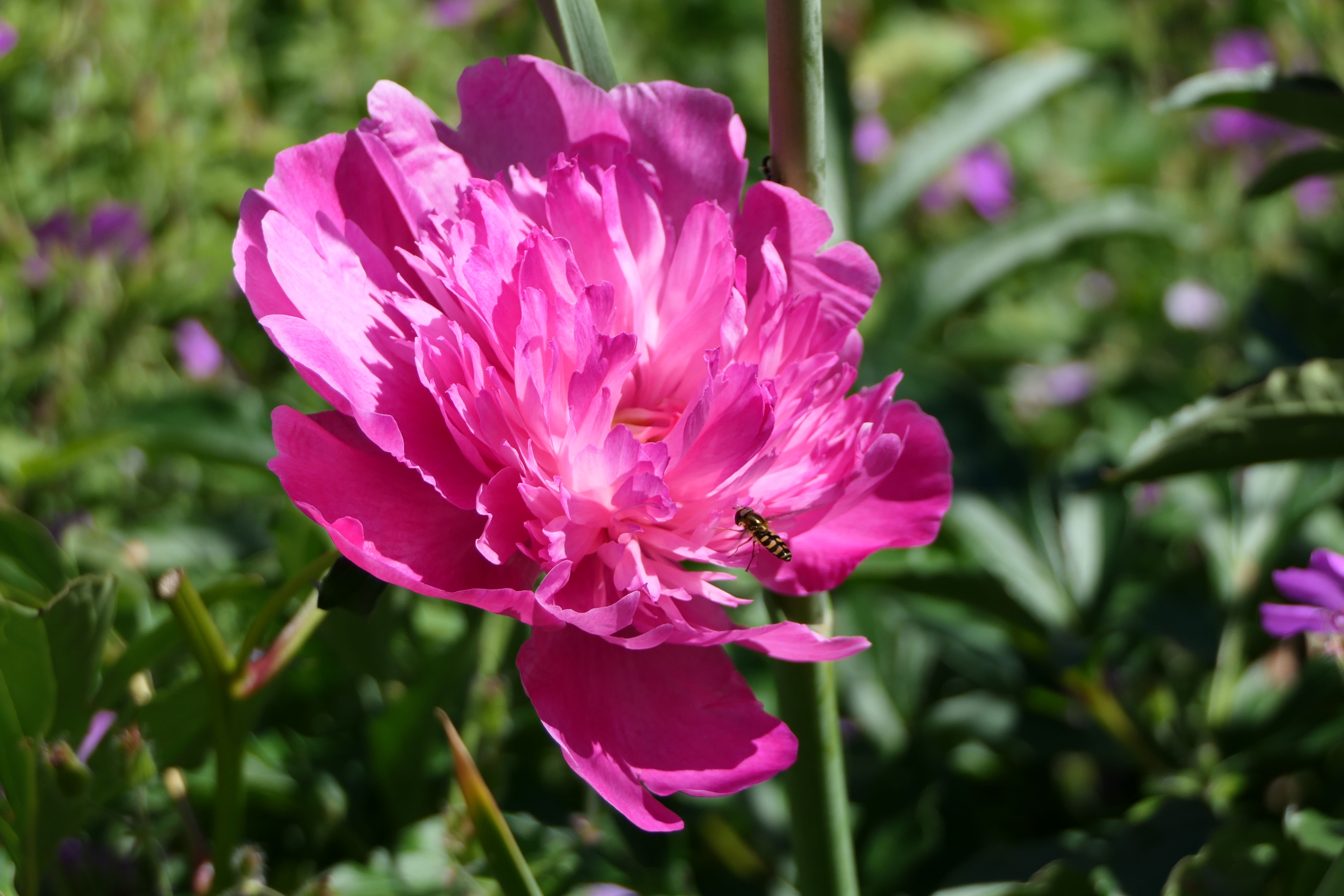Close-up Photo of a Peony Flower · Free Stock Photo