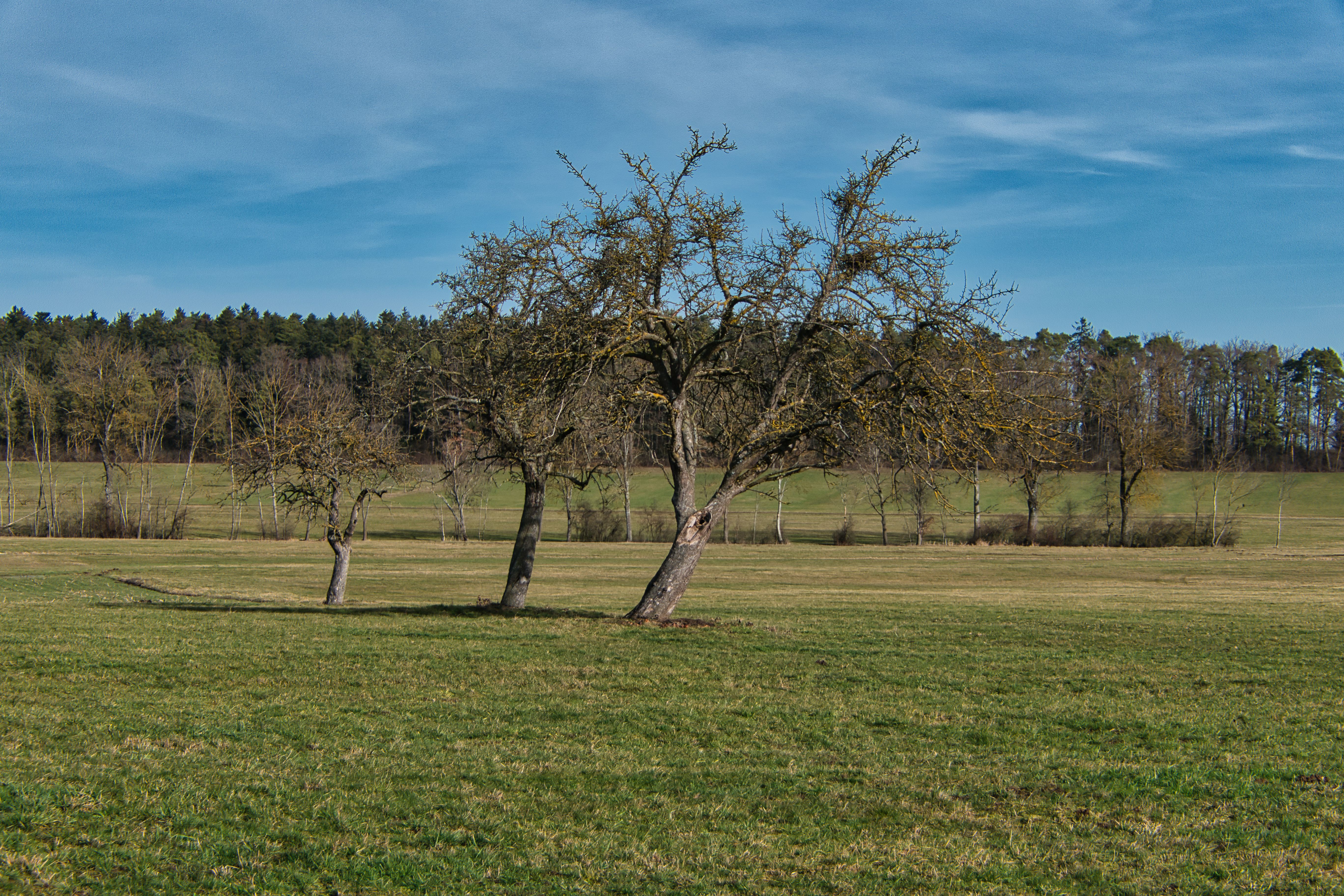 A Green Meadow and Trees in the Countryside · Free Stock Photo