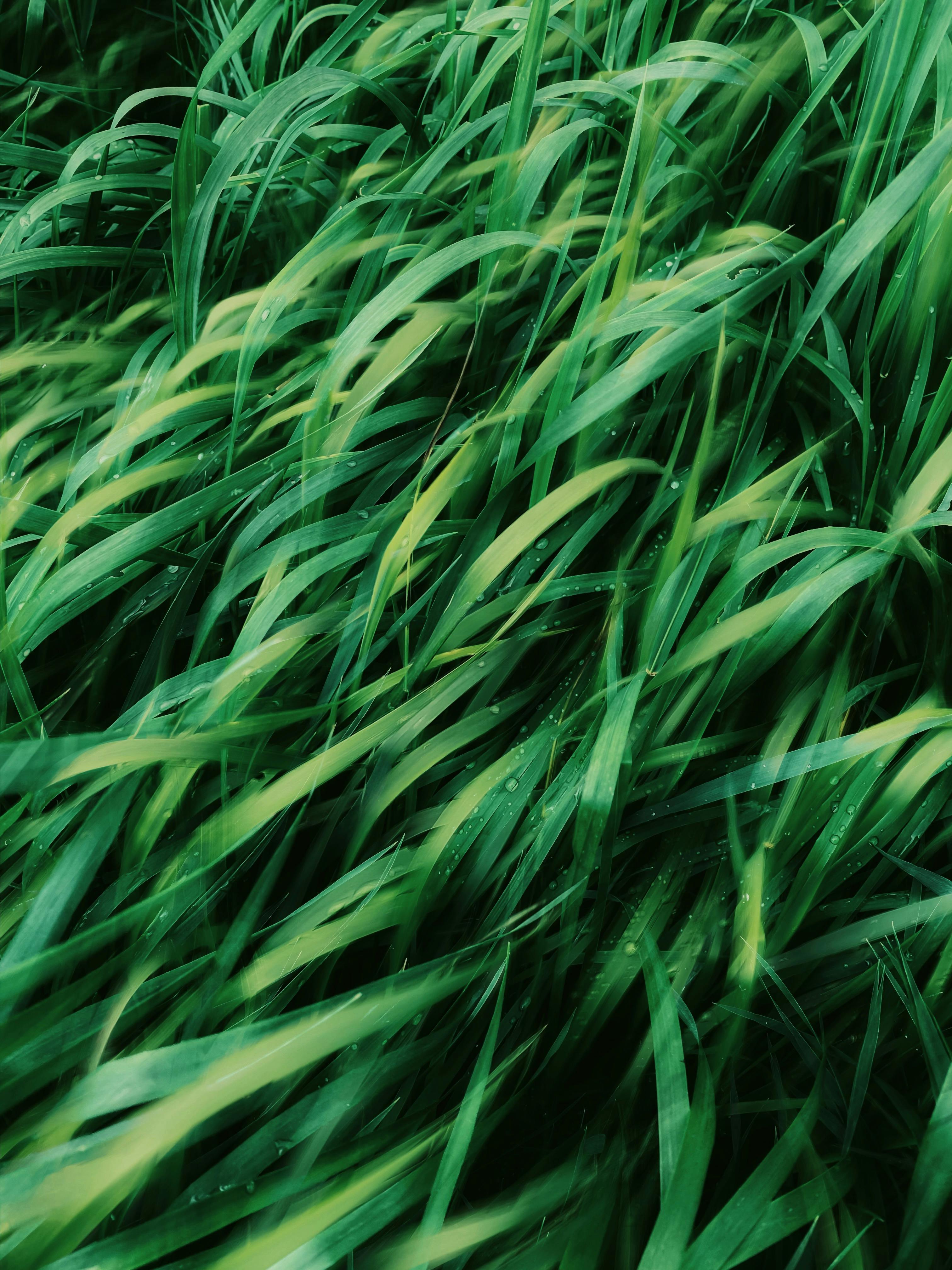 Close up of Long Grass Leaves · Free Stock Photo