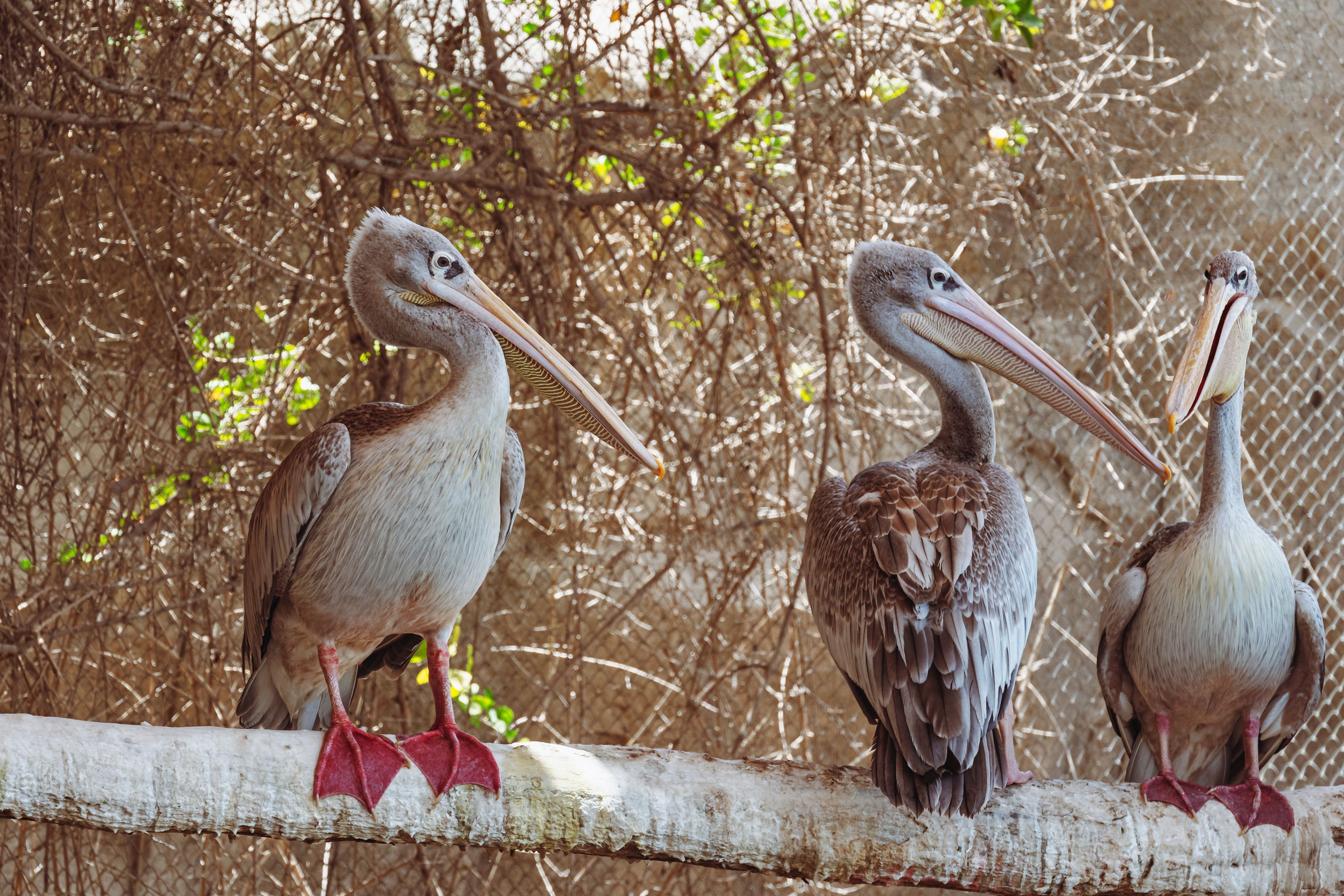 Great White Pelicans in Zoo · Free Stock Photo