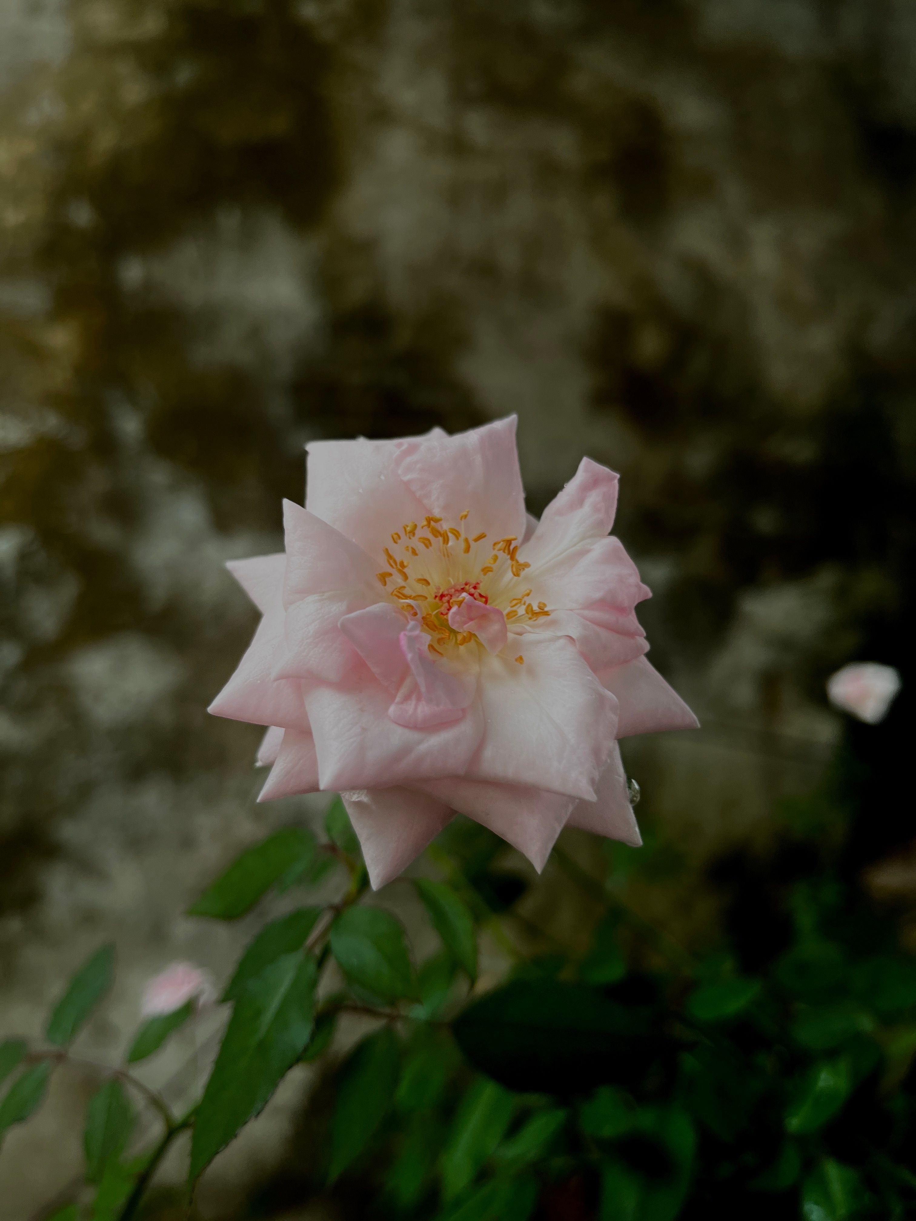 Flowering Rose Shrub · Free Stock Photo