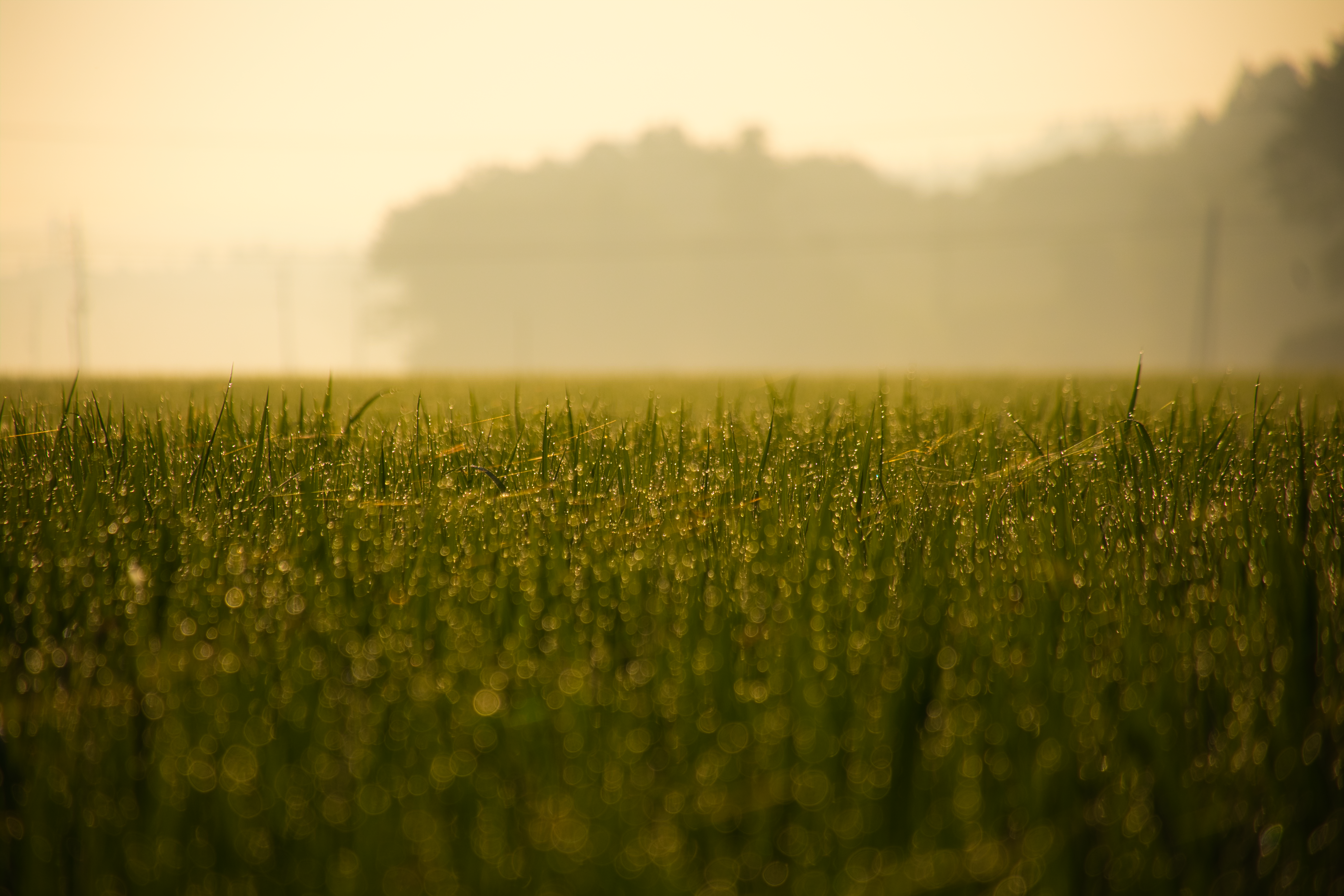 Tilt Shift Photo of Grass Fields · Free Stock Photo