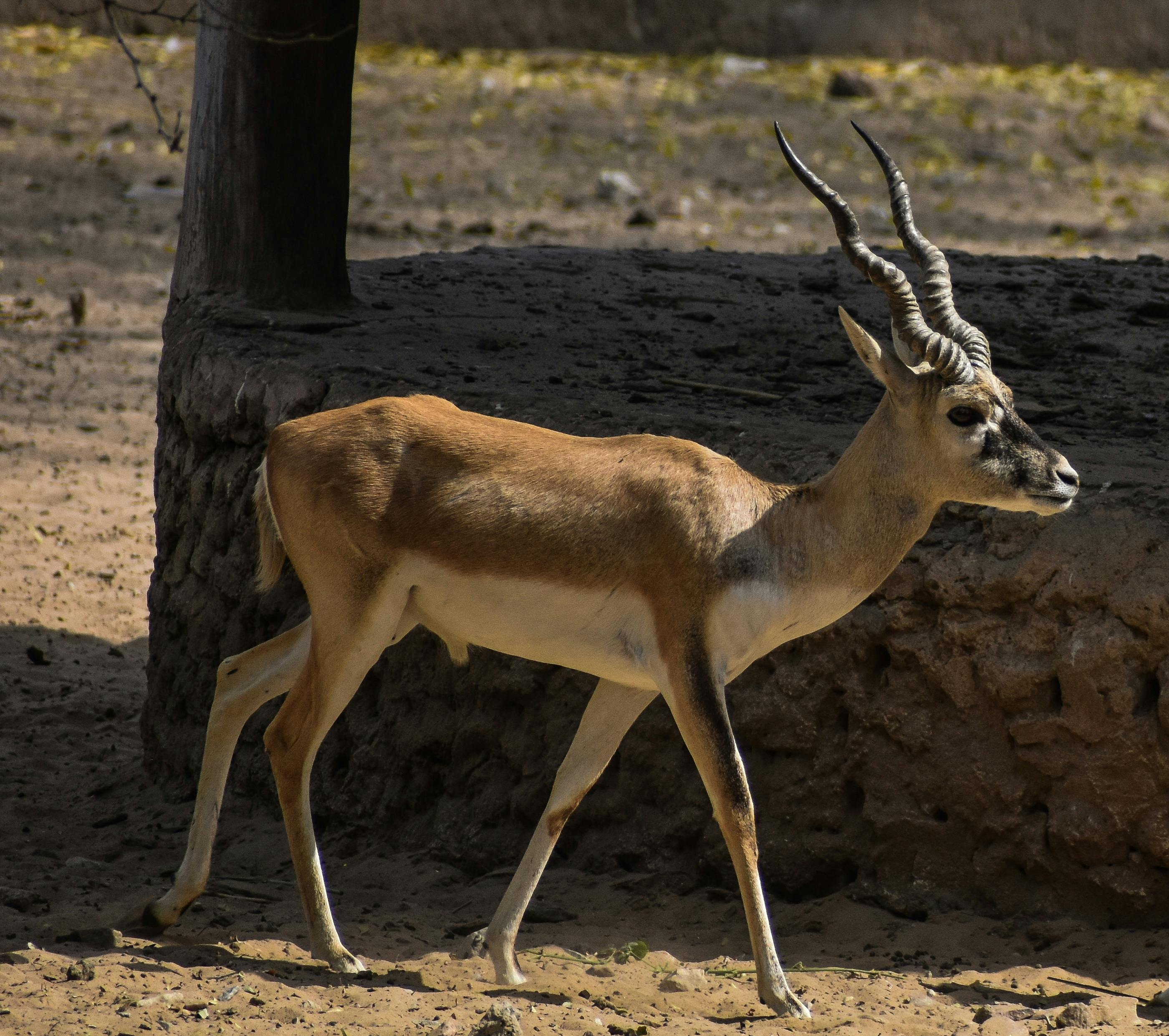 Blackbuck Antelope in Nature · Free Stock Photo
