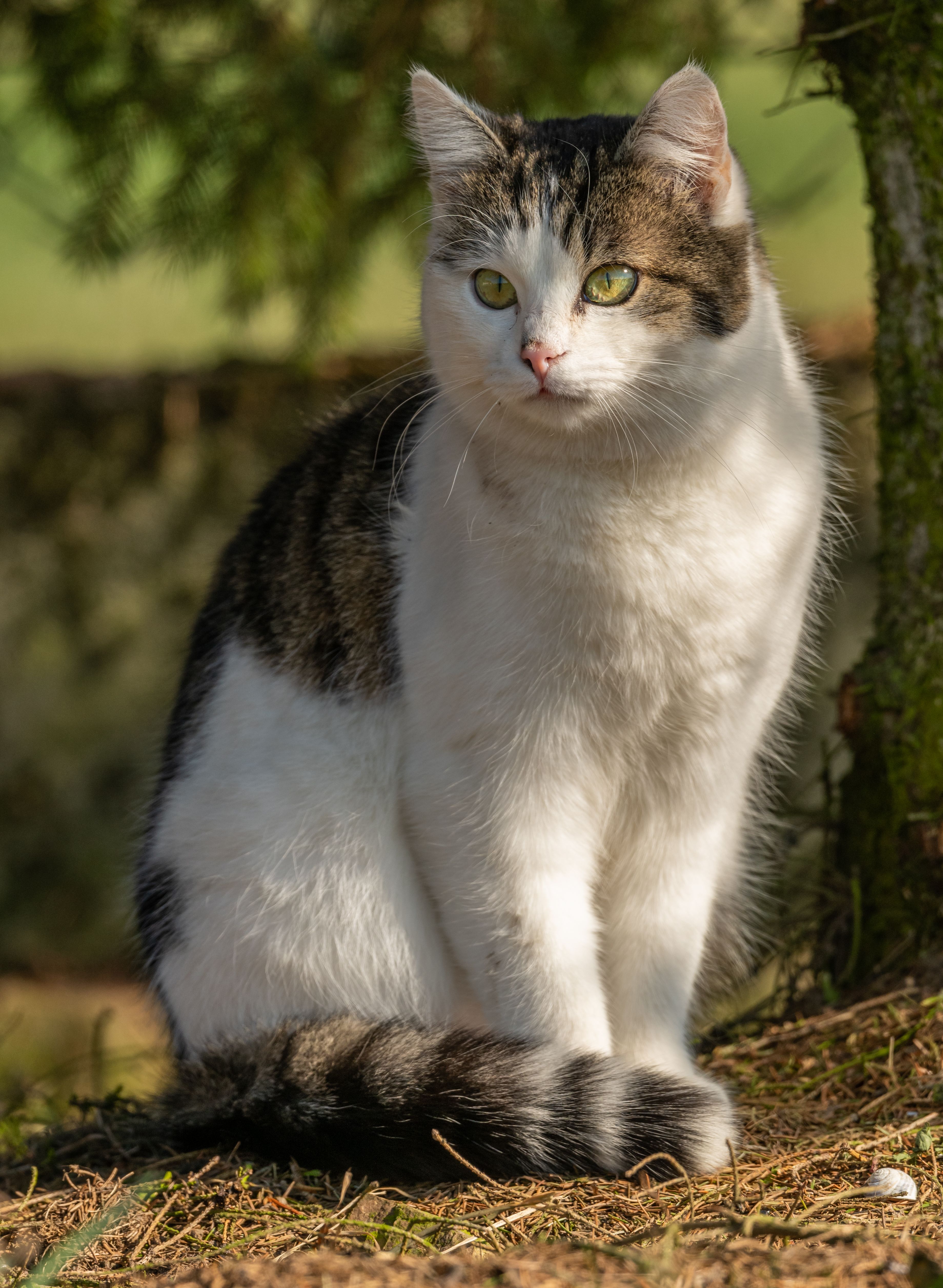 Kupel Pet Photos, Download The BEST Free Kupel Pet Stock Photos & HD Images