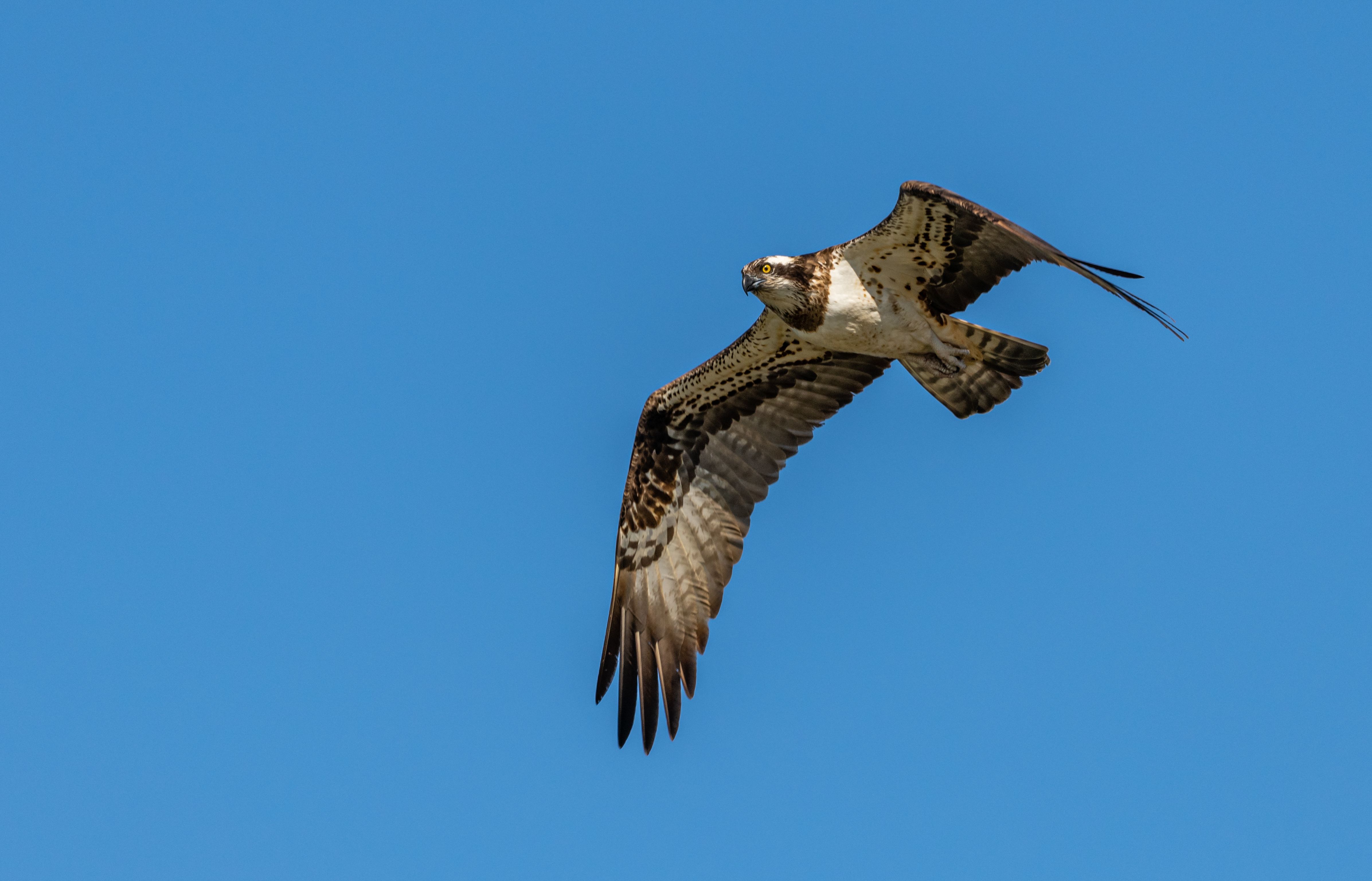 Close-up of Osprey with Wings Spread in Flight · Free Stock Photo