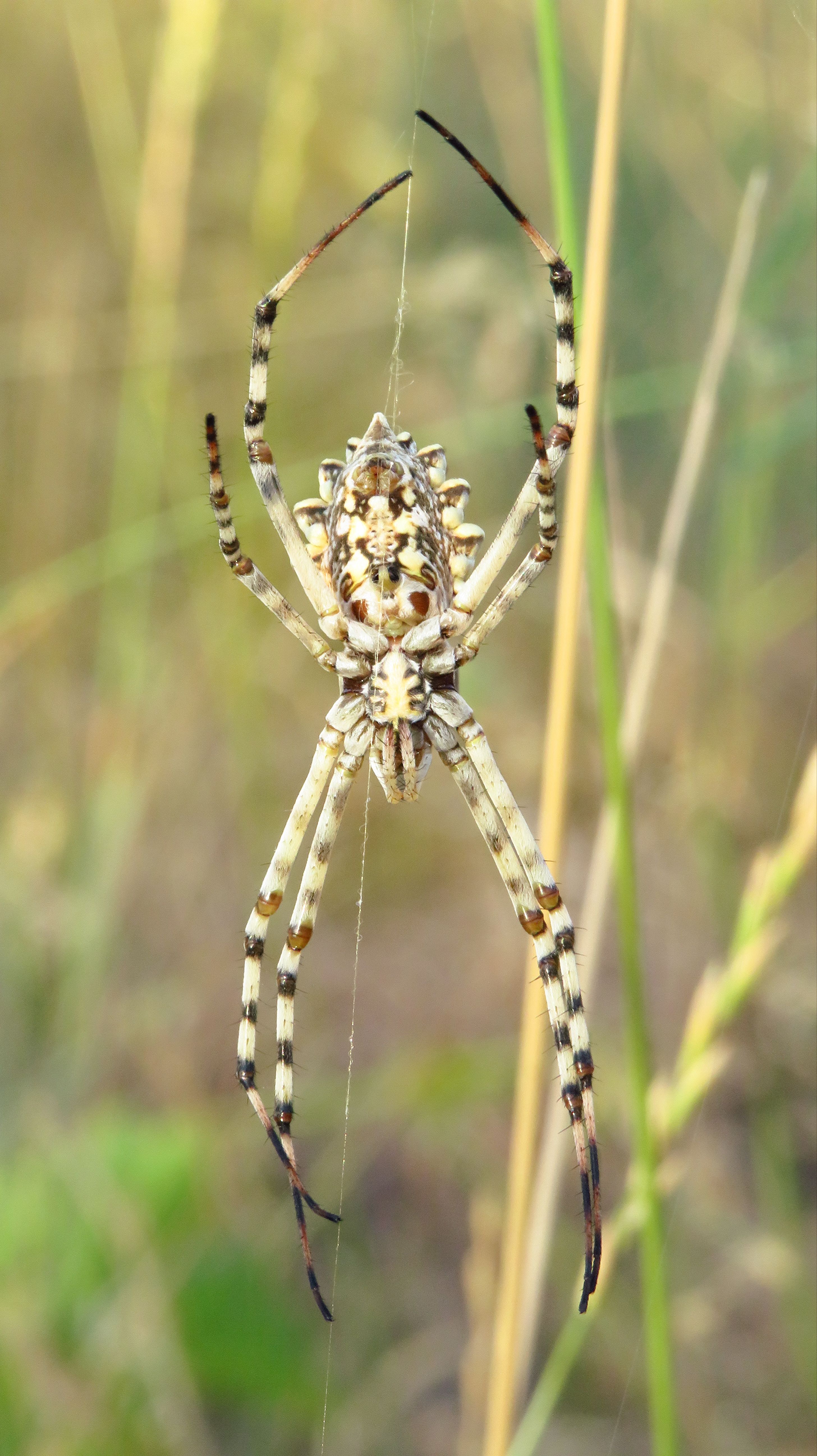 Spider Weaving a Web in the Pasture · Free Stock Photo