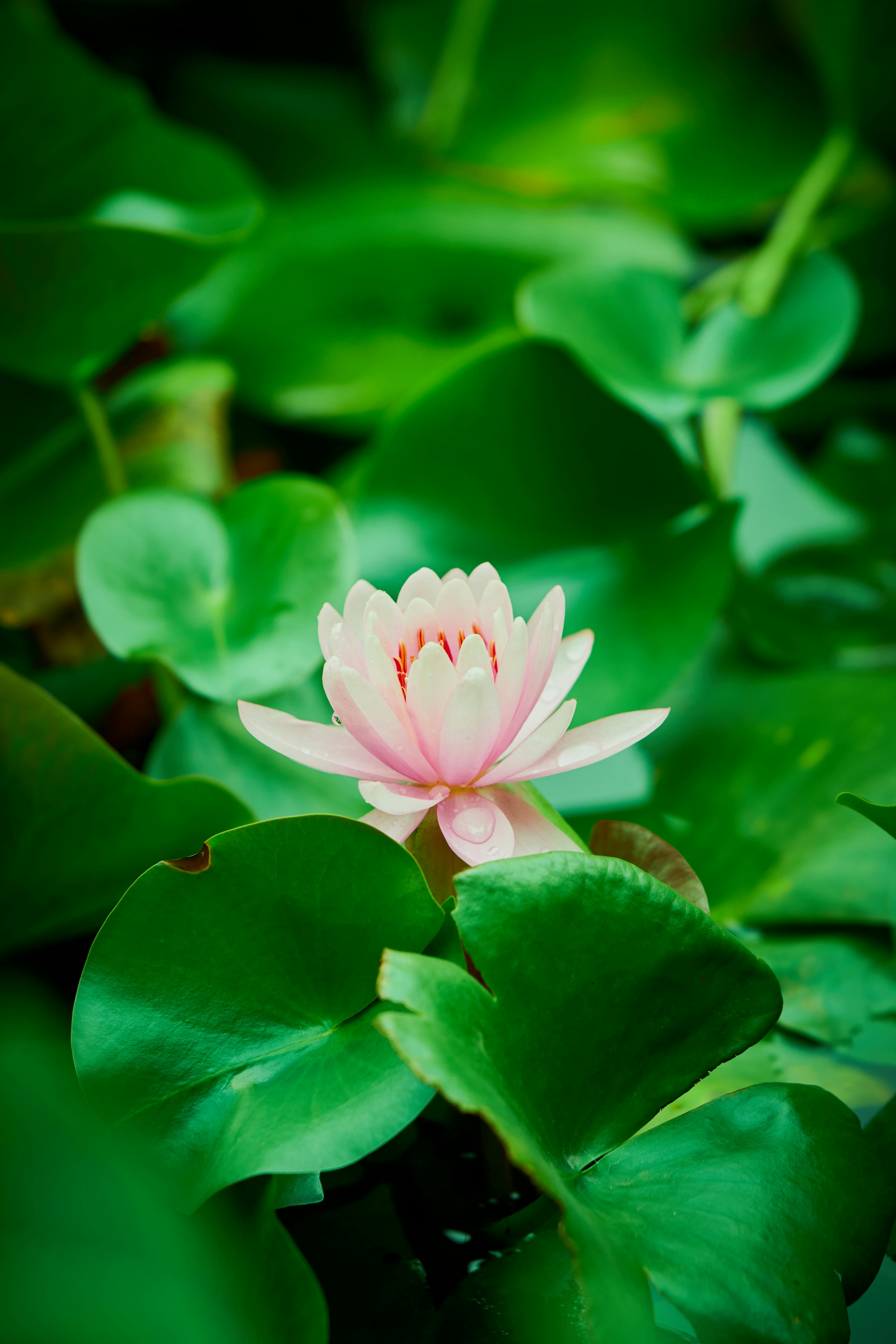 Close-up Photography of Lotus · Free Stock Photo