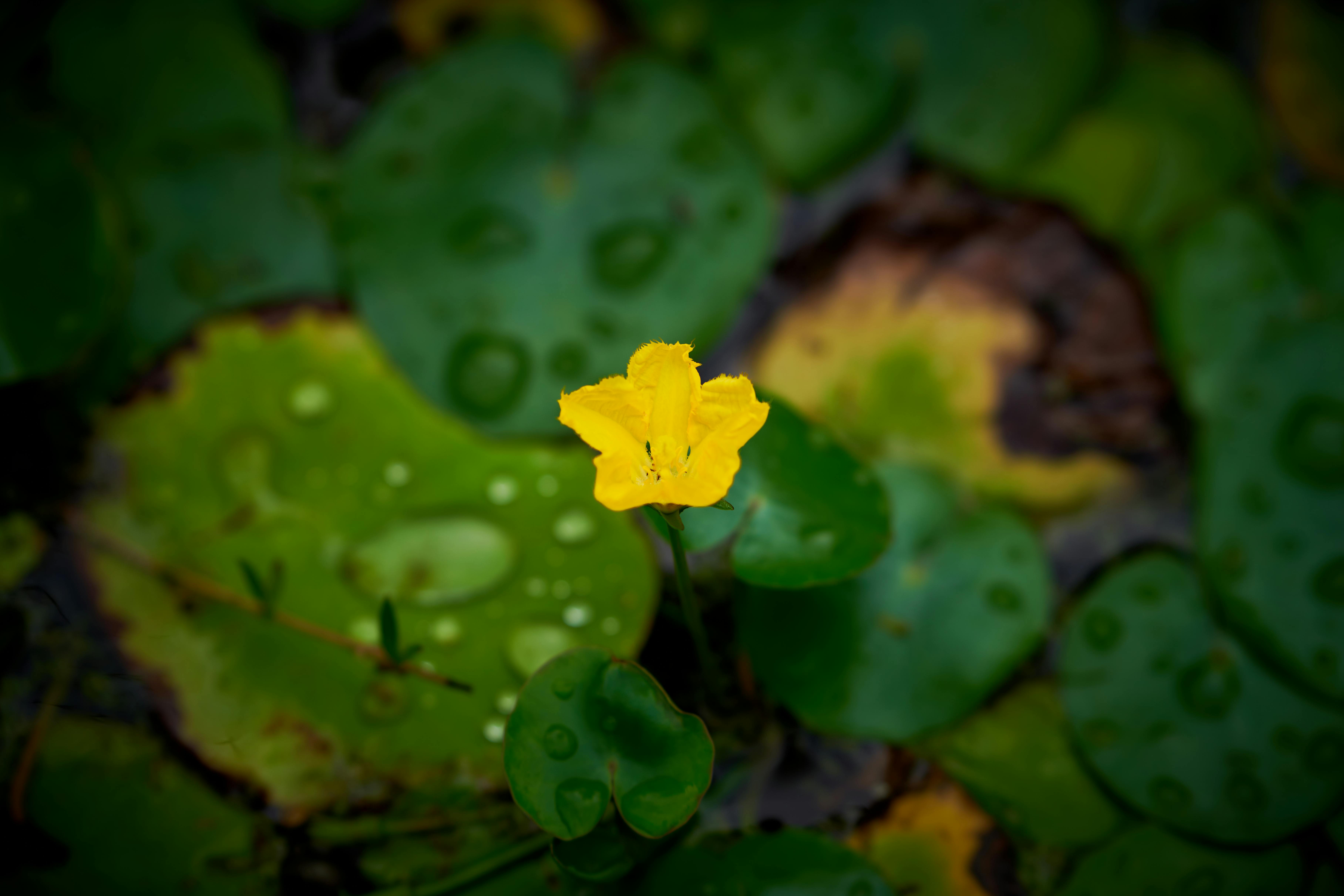 Rainy Pool Photos, Download The BEST Free Rainy Pool Stock Photos & HD ...