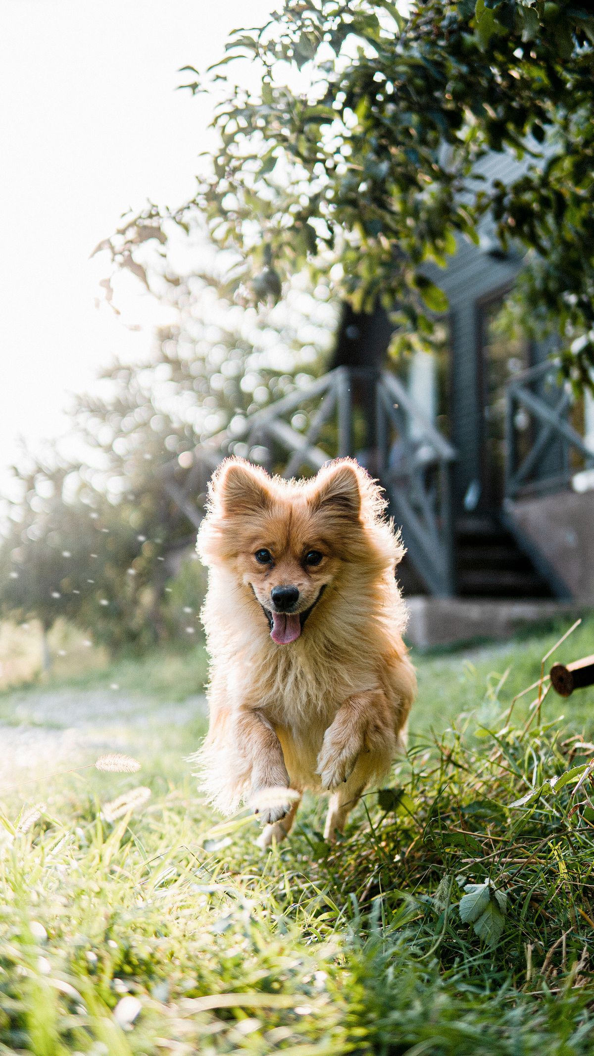 Pomeranian Dog Run Photos, Download The BEST Free Pomeranian Dog Run ...