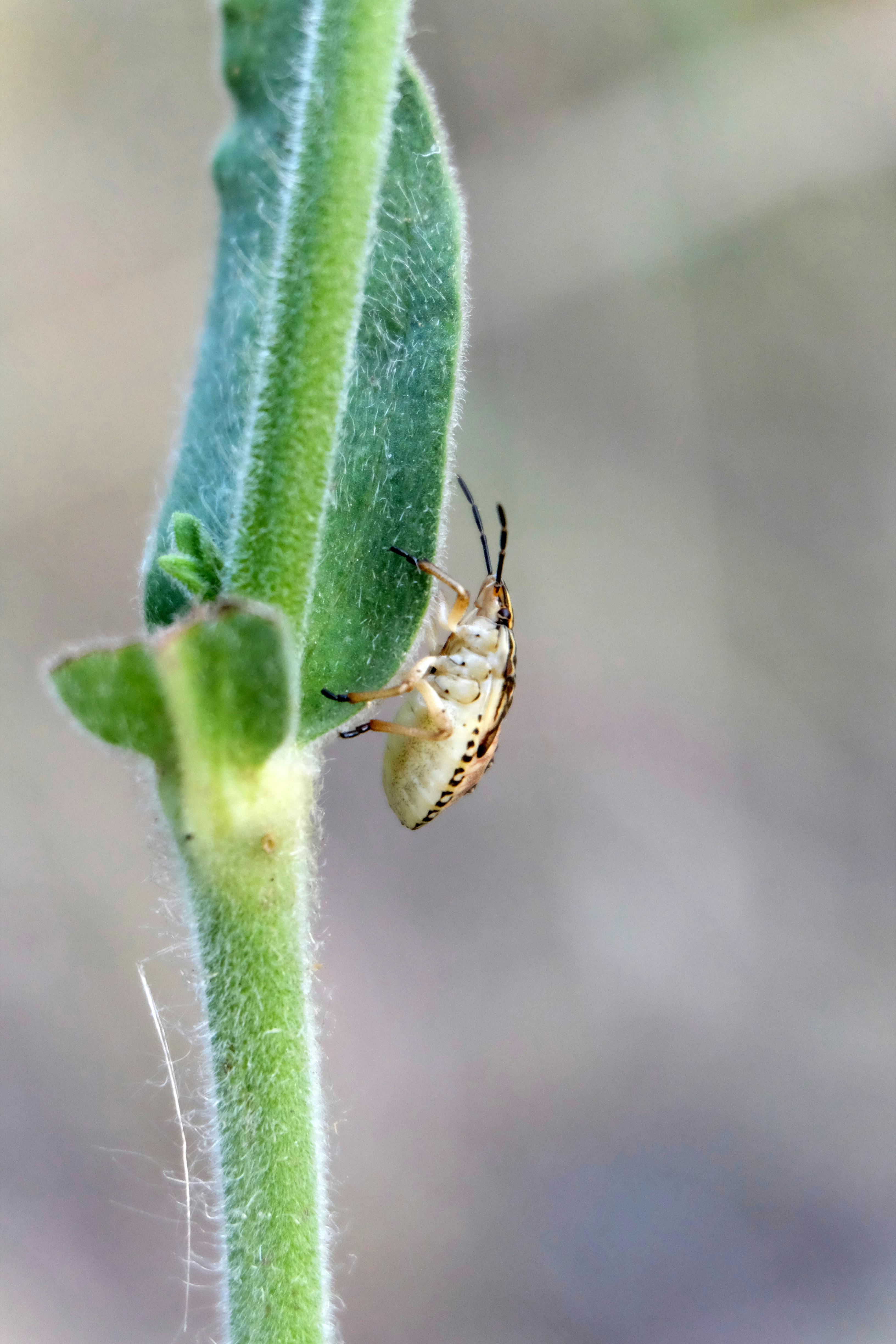 A bug on a plant with a leaf · Free Stock Photo
