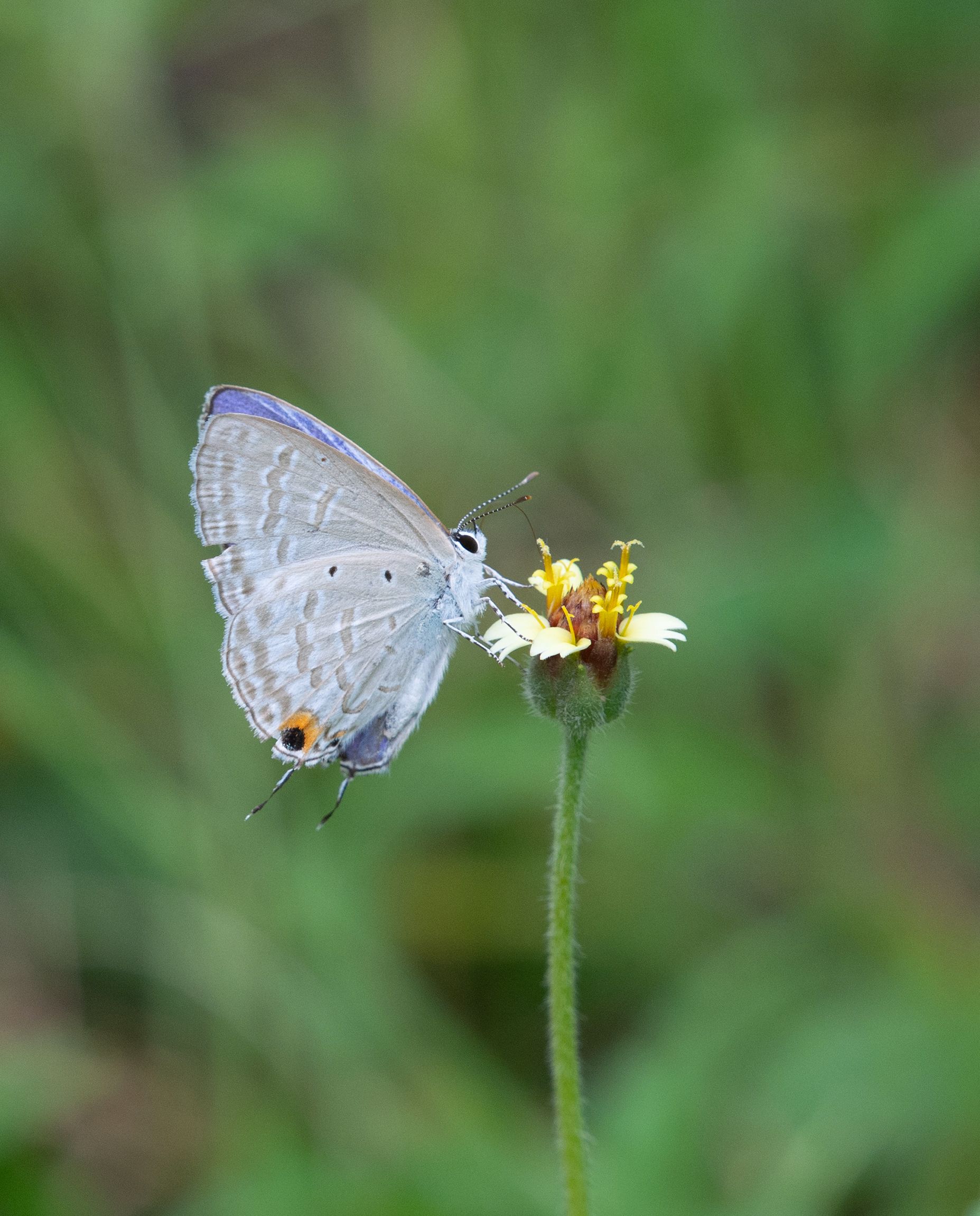 Tajuria Butterfly on Flower · Free Stock Photo