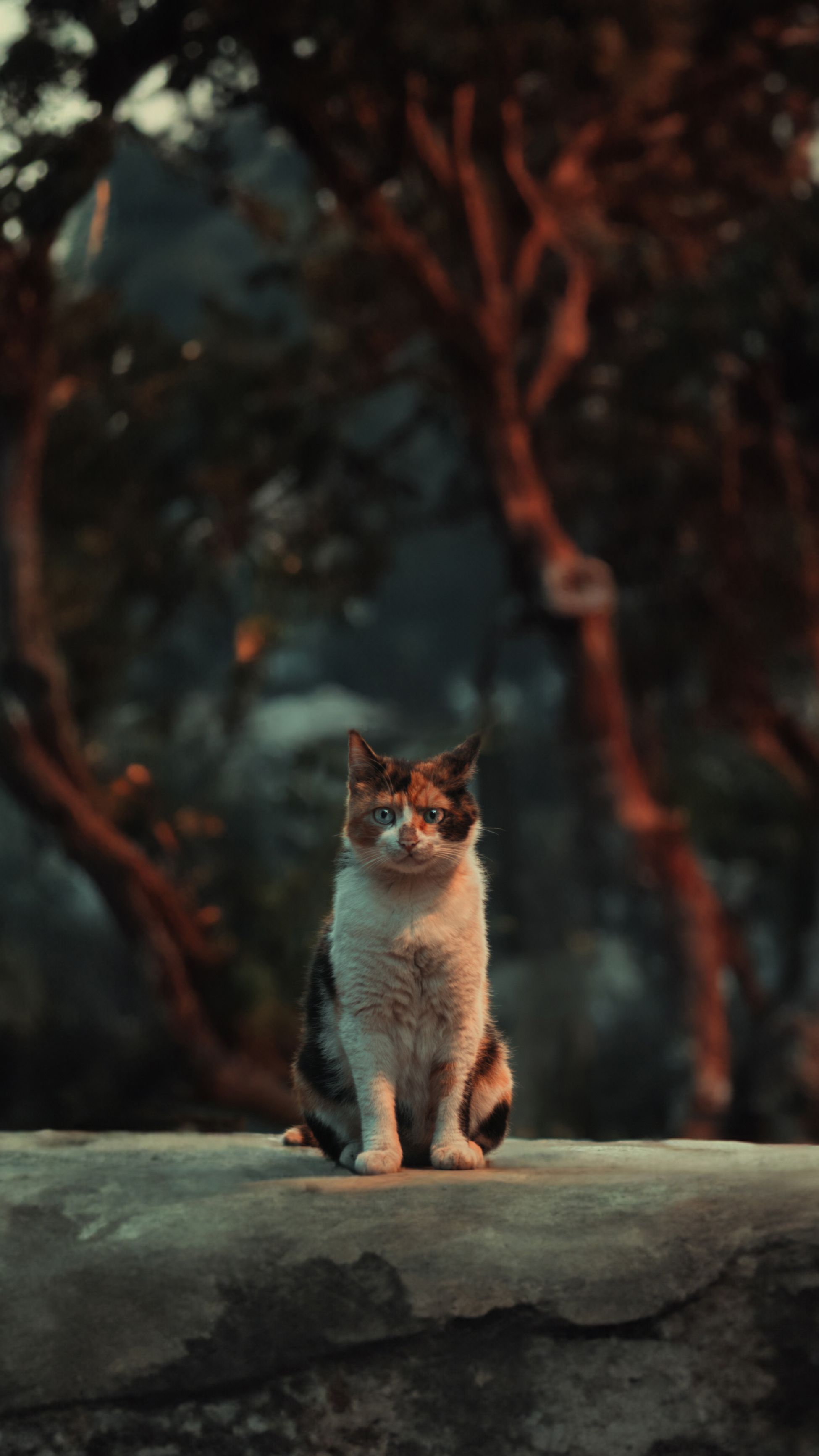 Cute Cat With Nature Wallpaper Photos, Download The BEST Free Cute Cat ...
