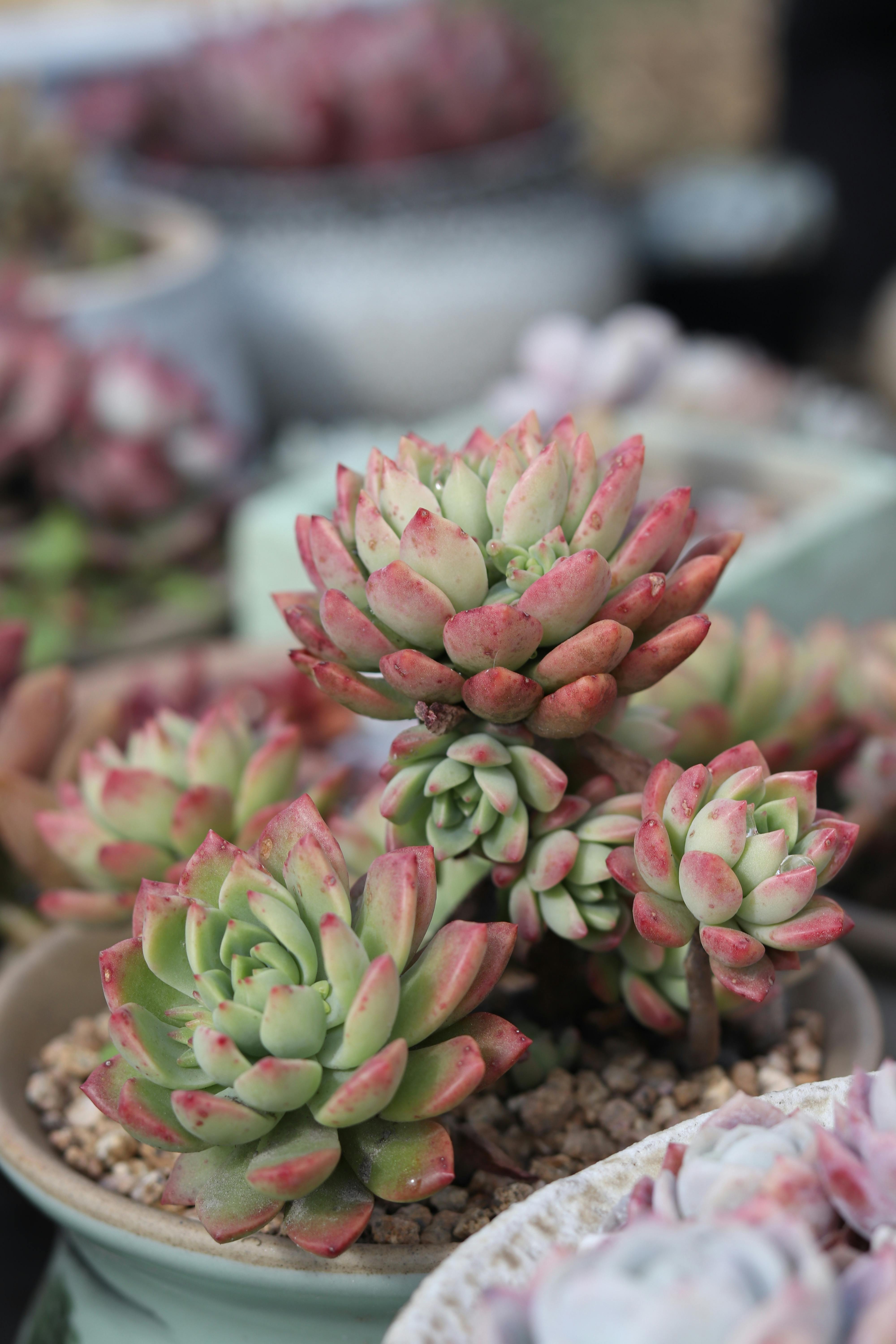 Foto de stock gratuita sobre bola de neve mexicana, de cerca, hojas ...
