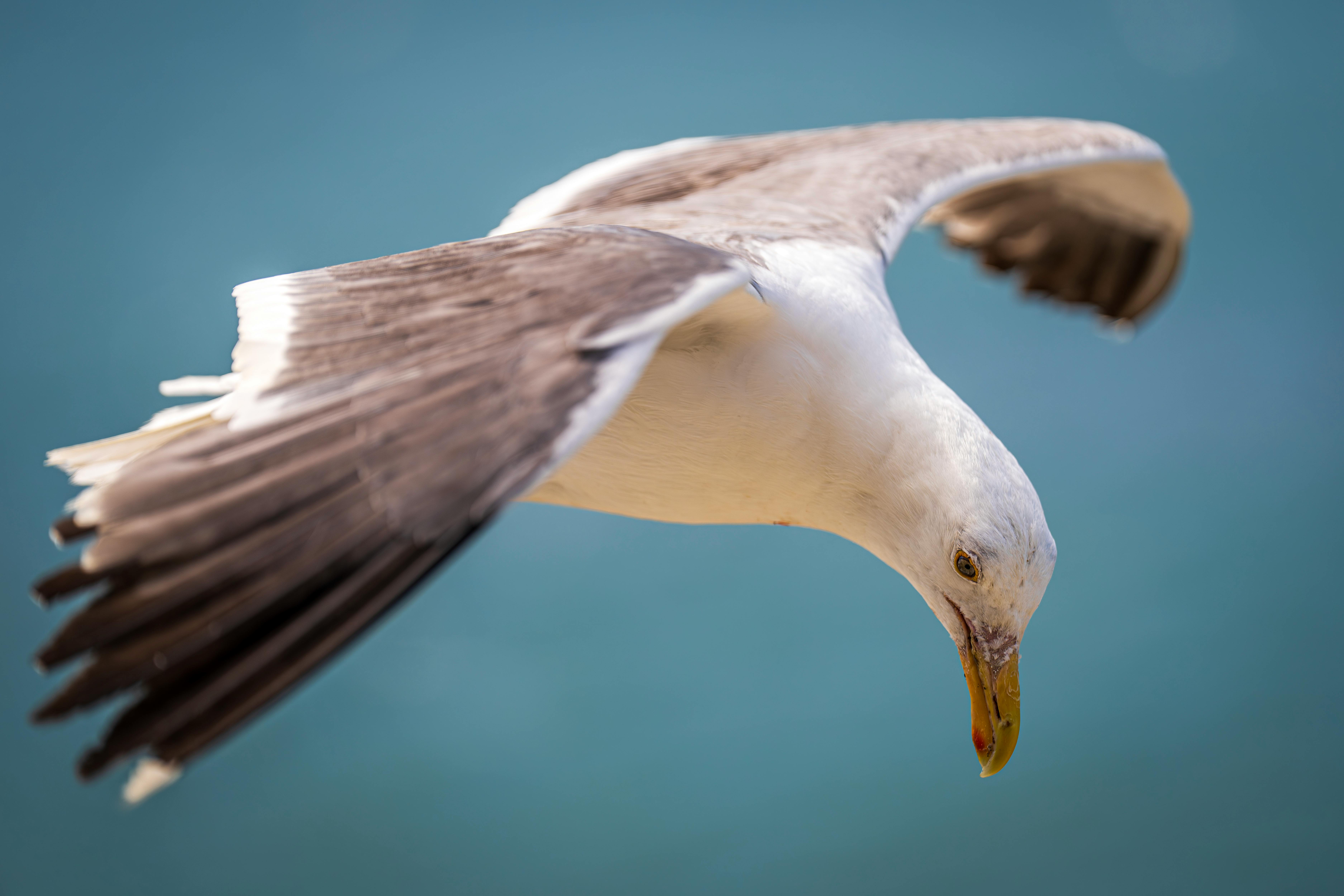 Close up of Flying Seagull · Free Stock Photo