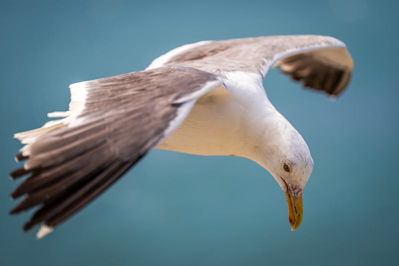 Flying Devil Photos, Download The BEST Free Flying Devil Stock Photos ...